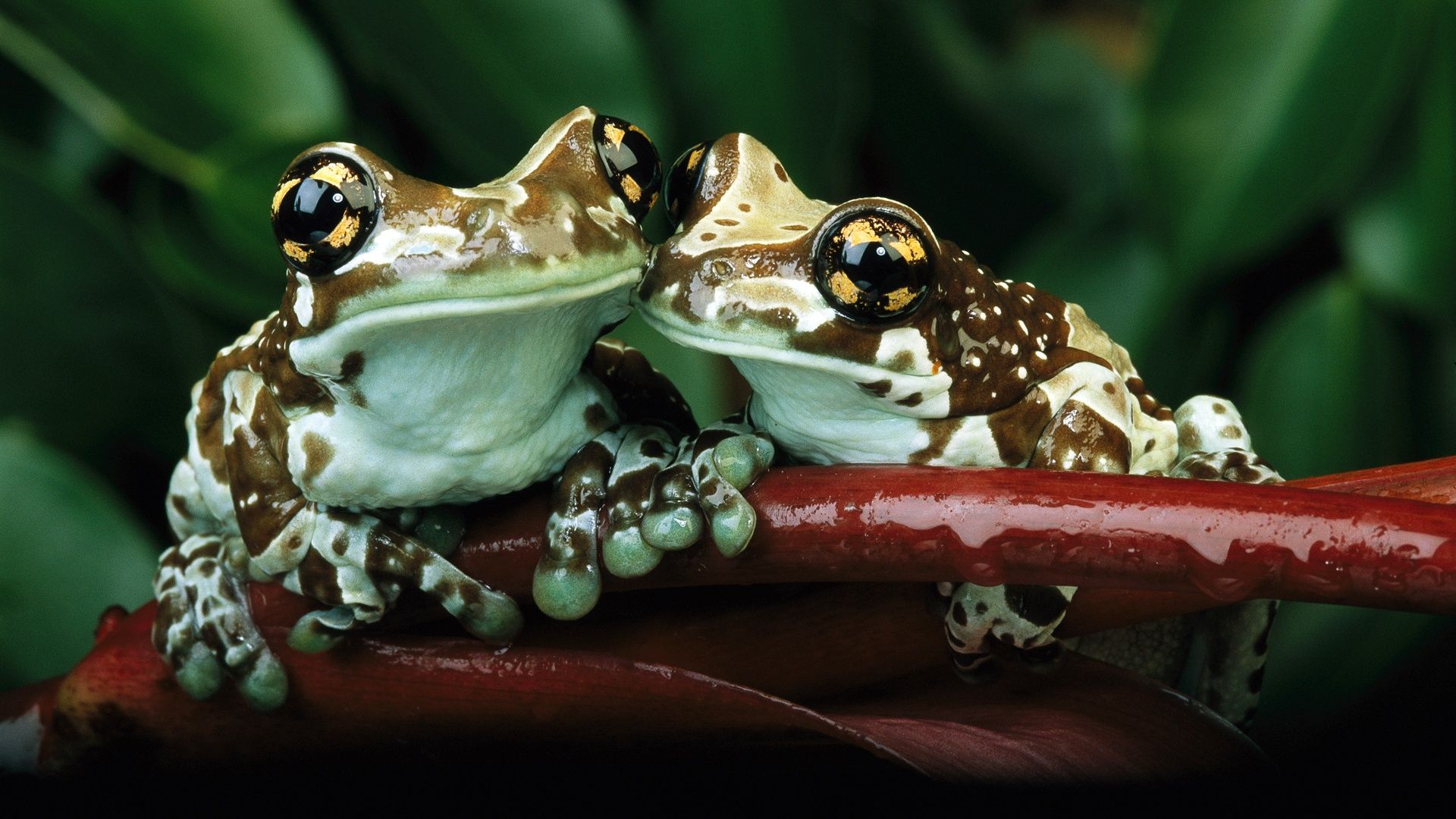 Animal Frog HD Wallpapers - Wallpaper Cave