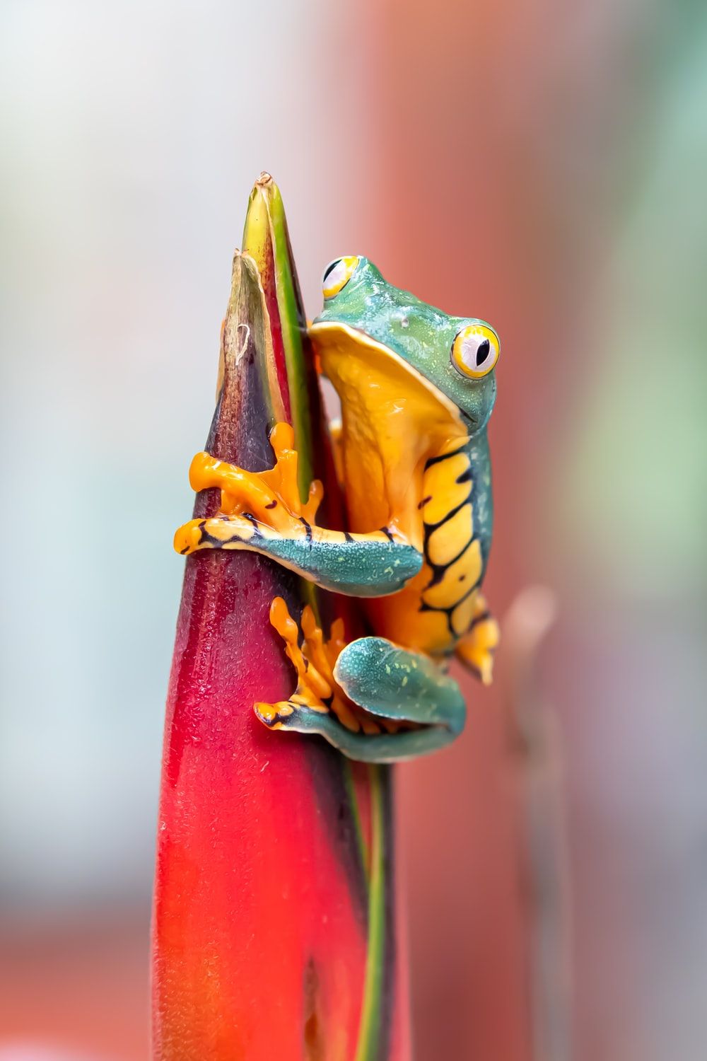 Animal Frog HD Wallpapers - Wallpaper Cave