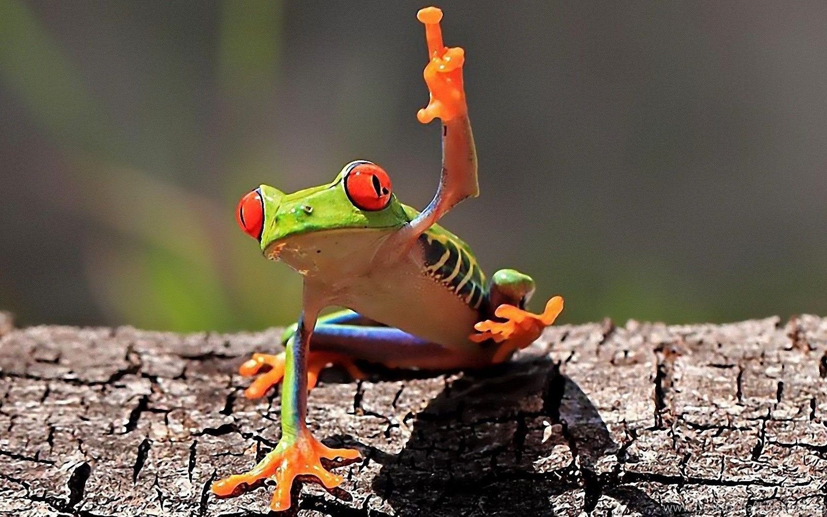 Animal Frog HD Wallpapers - Wallpaper Cave