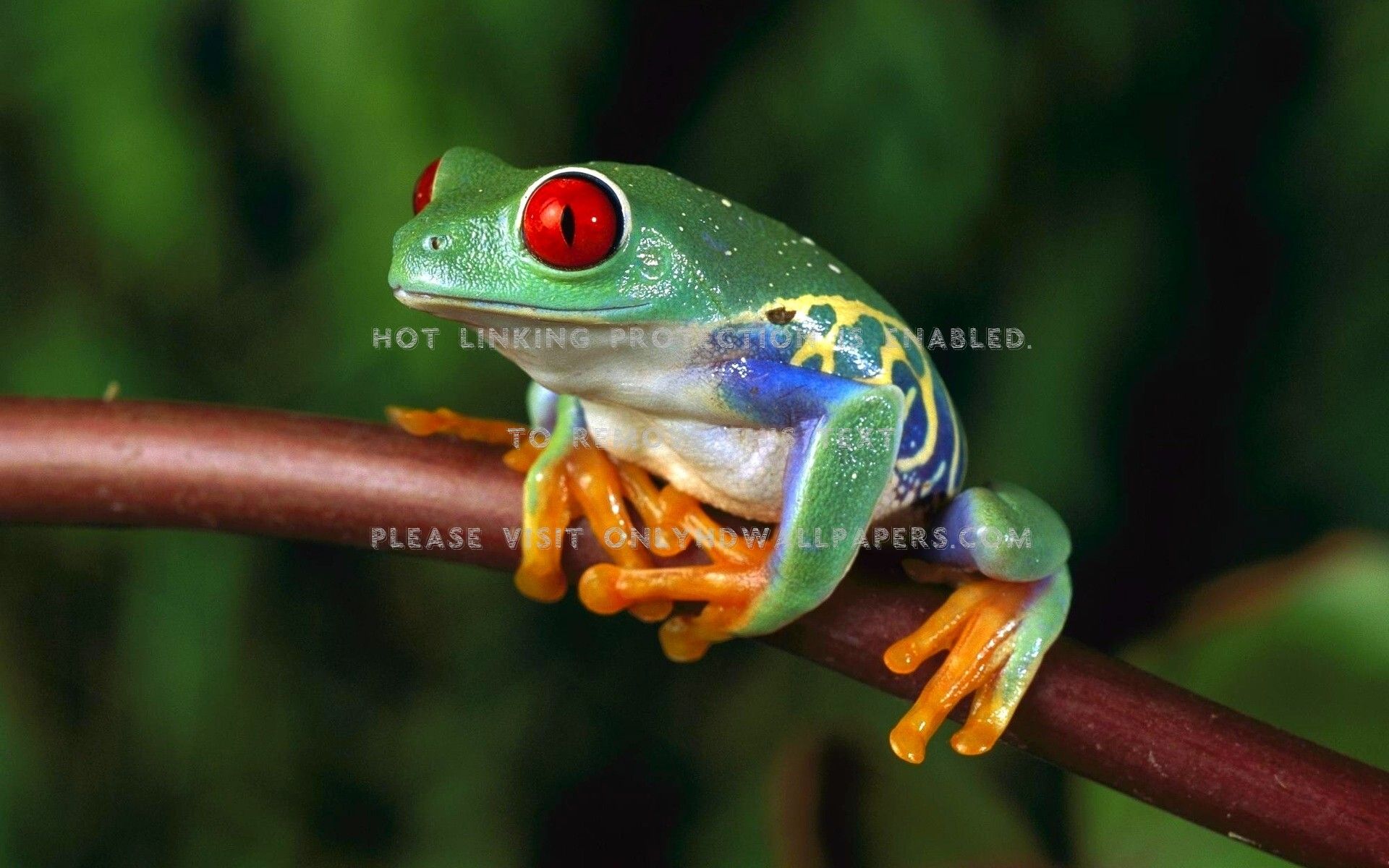 Animal Frog HD Wallpapers - Wallpaper Cave