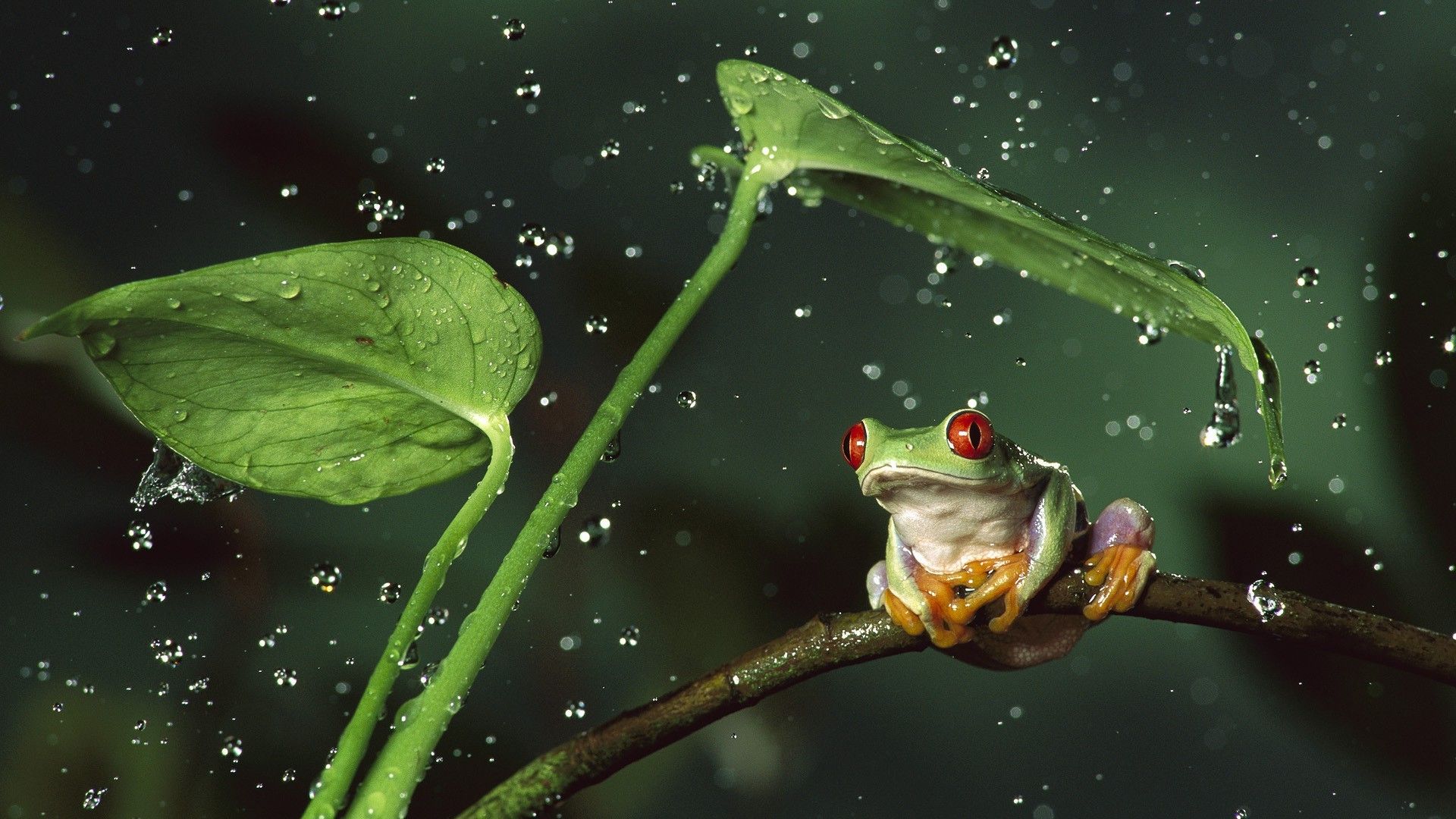 Animal Frog HD Wallpapers - Wallpaper Cave