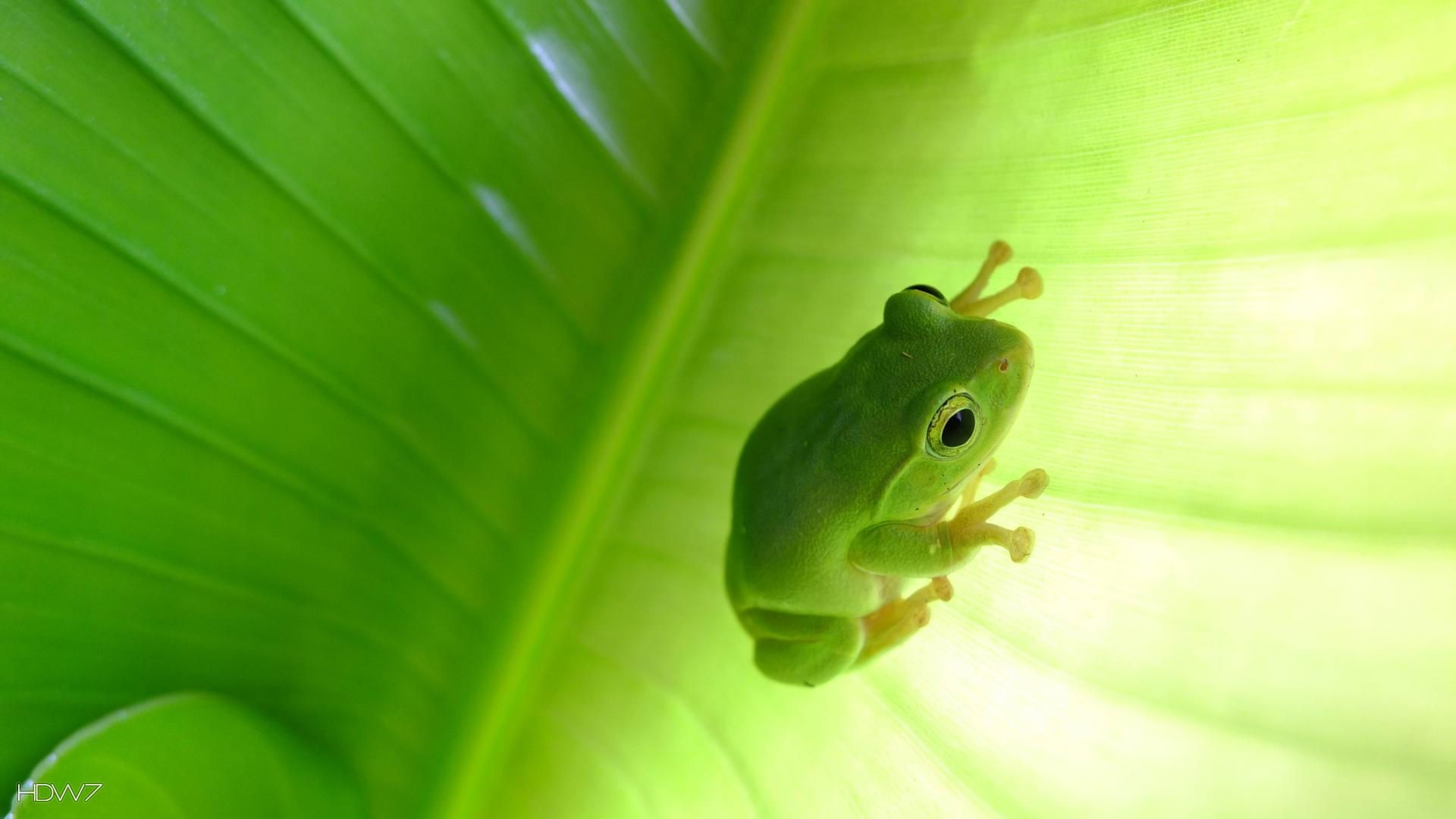 Animal Frog HD Wallpapers - Wallpaper Cave