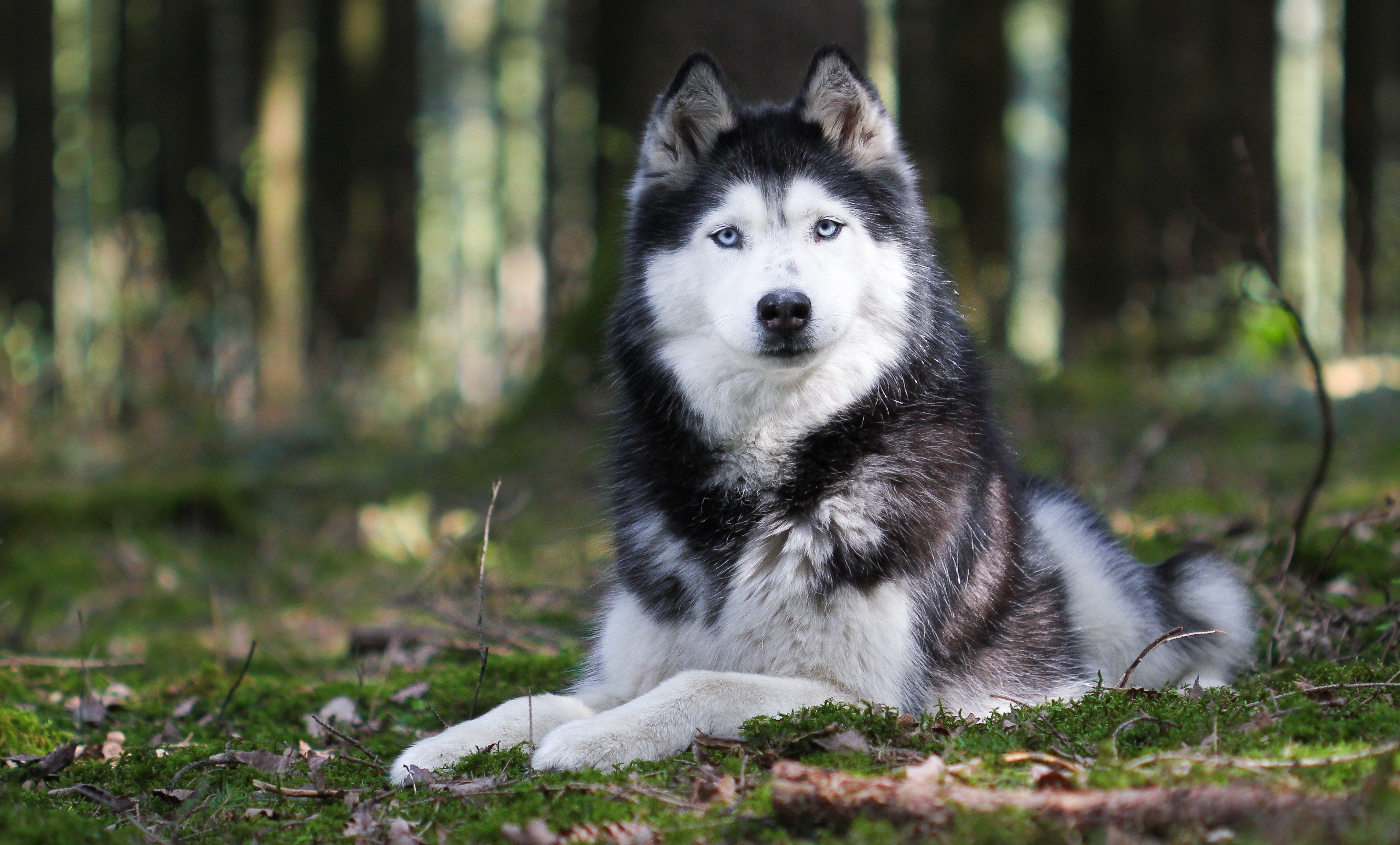 Beautiful Husky Wallpapers - Wallpaper Cave