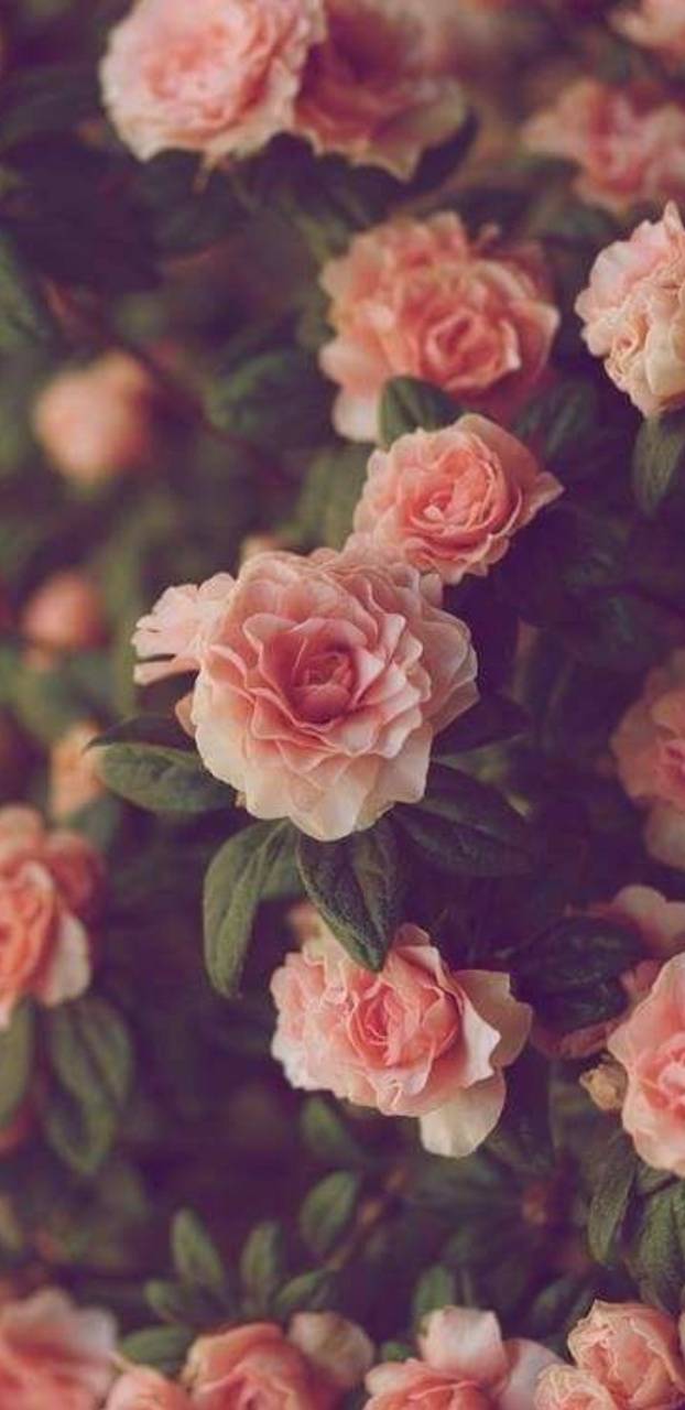 Rose Bush Wallpapers - Wallpaper Cave