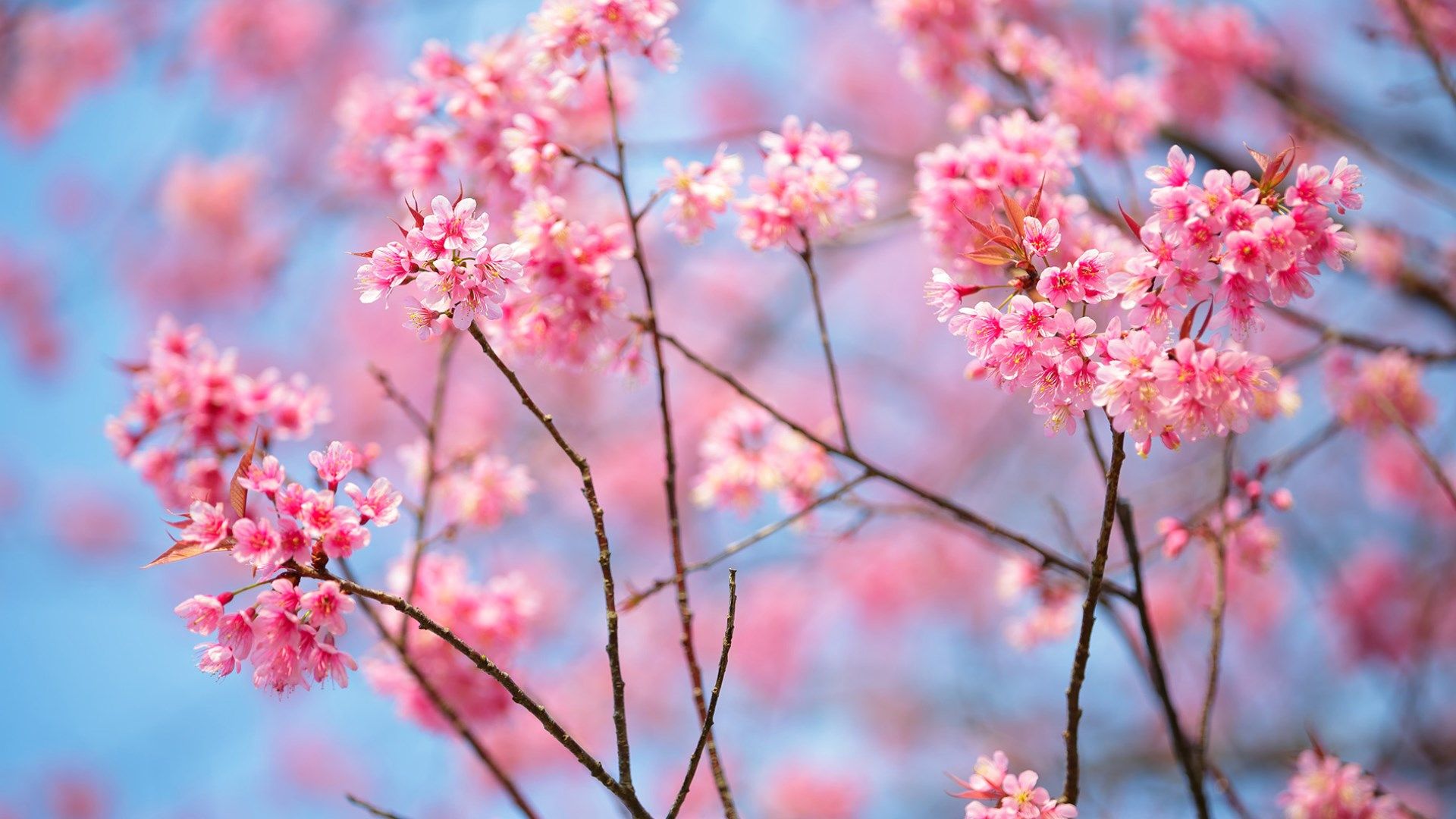 Sakura Trees Aesthetic Ps4 Wallpapers - Wallpaper Cave