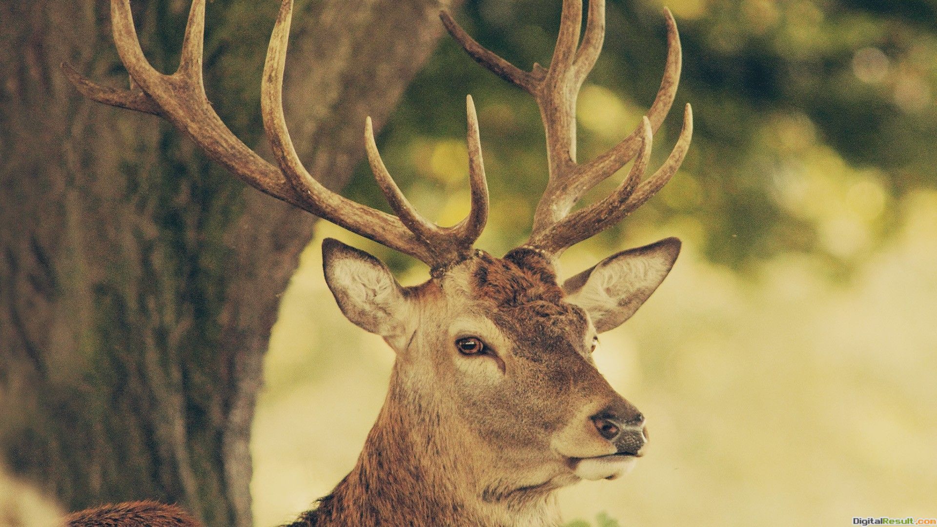 Big Deer Wallpapers - Wallpaper Cave