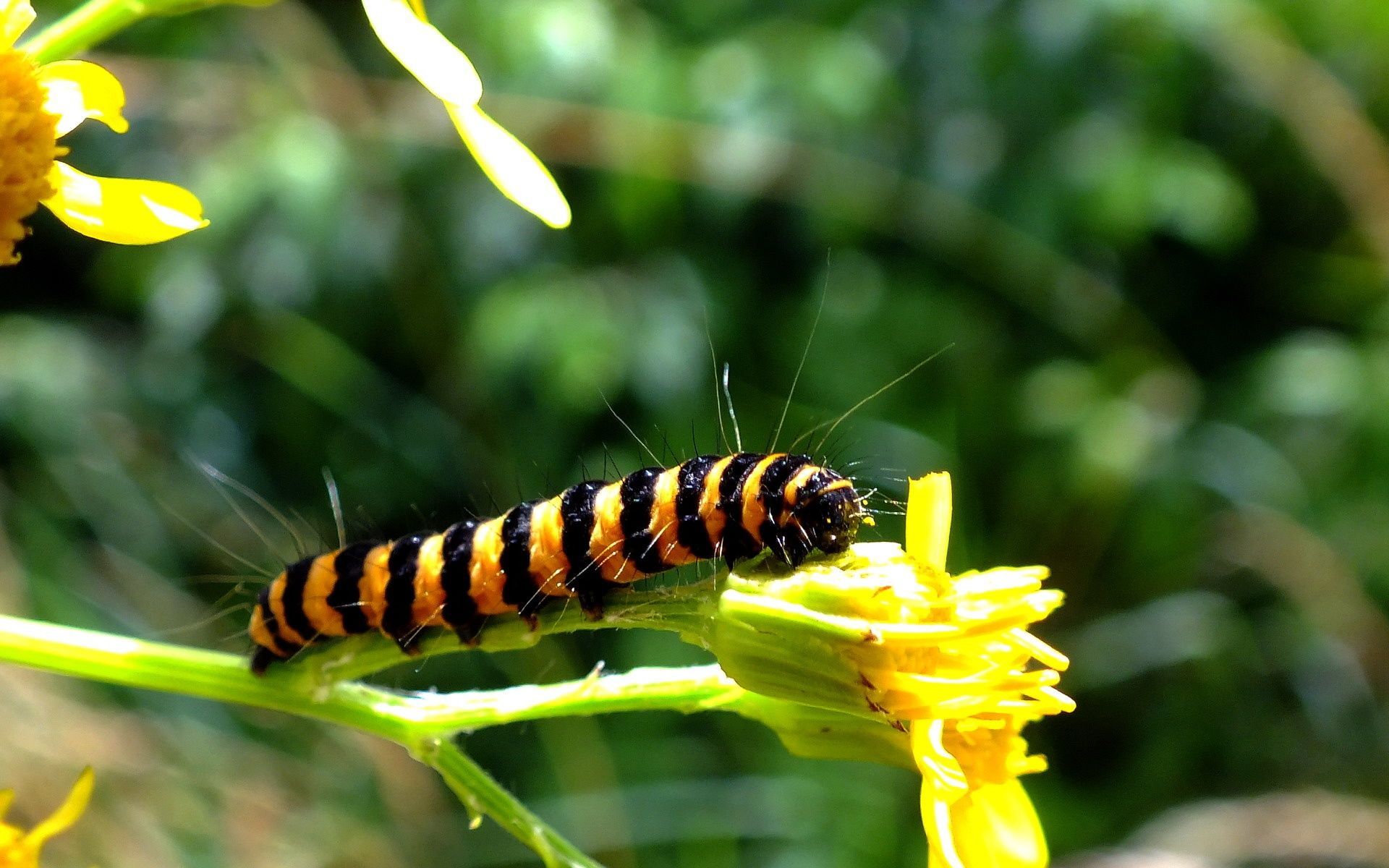 Caterpillar HD Animals Wallpapers - Wallpaper Cave