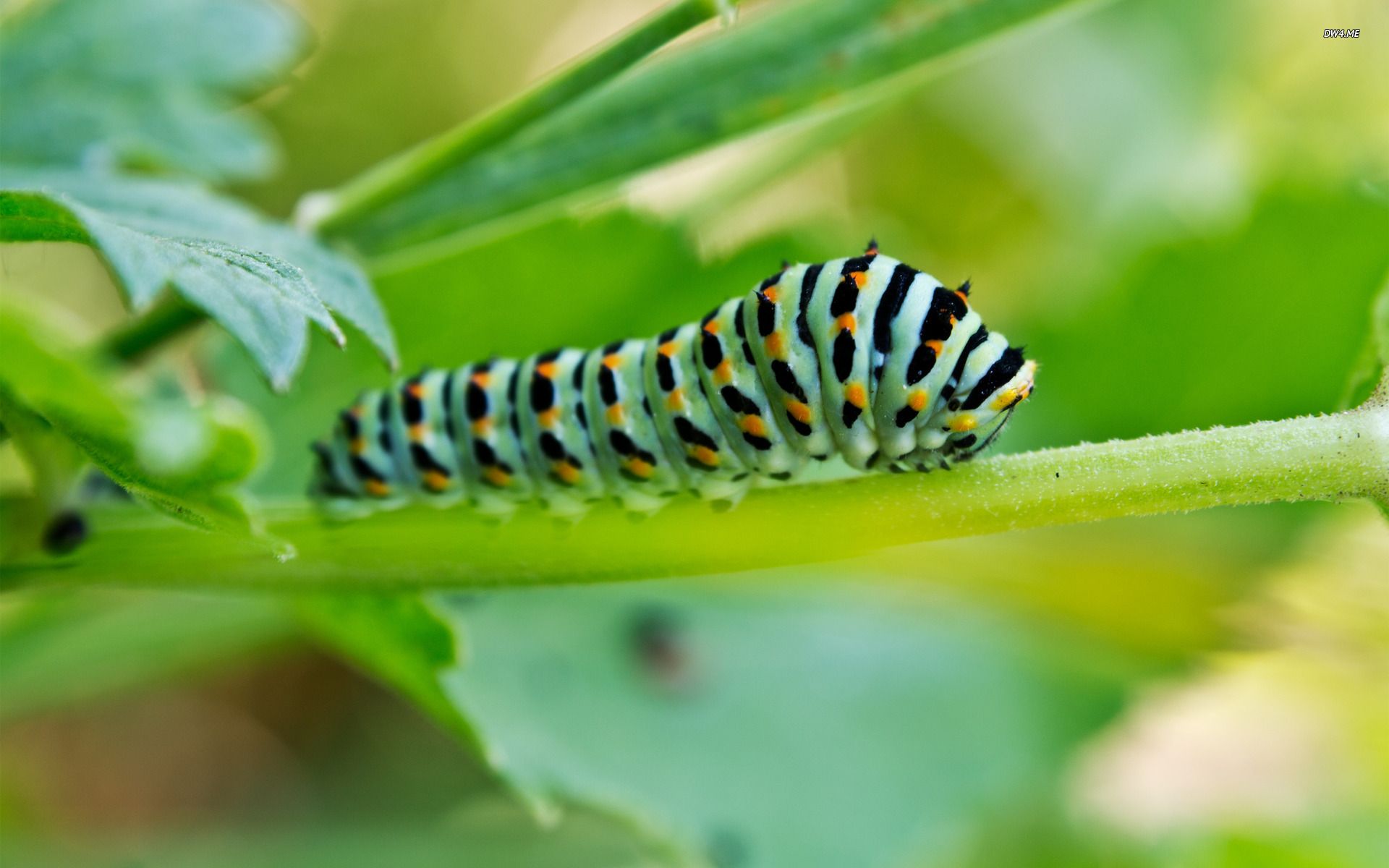 Caterpillar HD Animals Wallpapers - Wallpaper Cave
