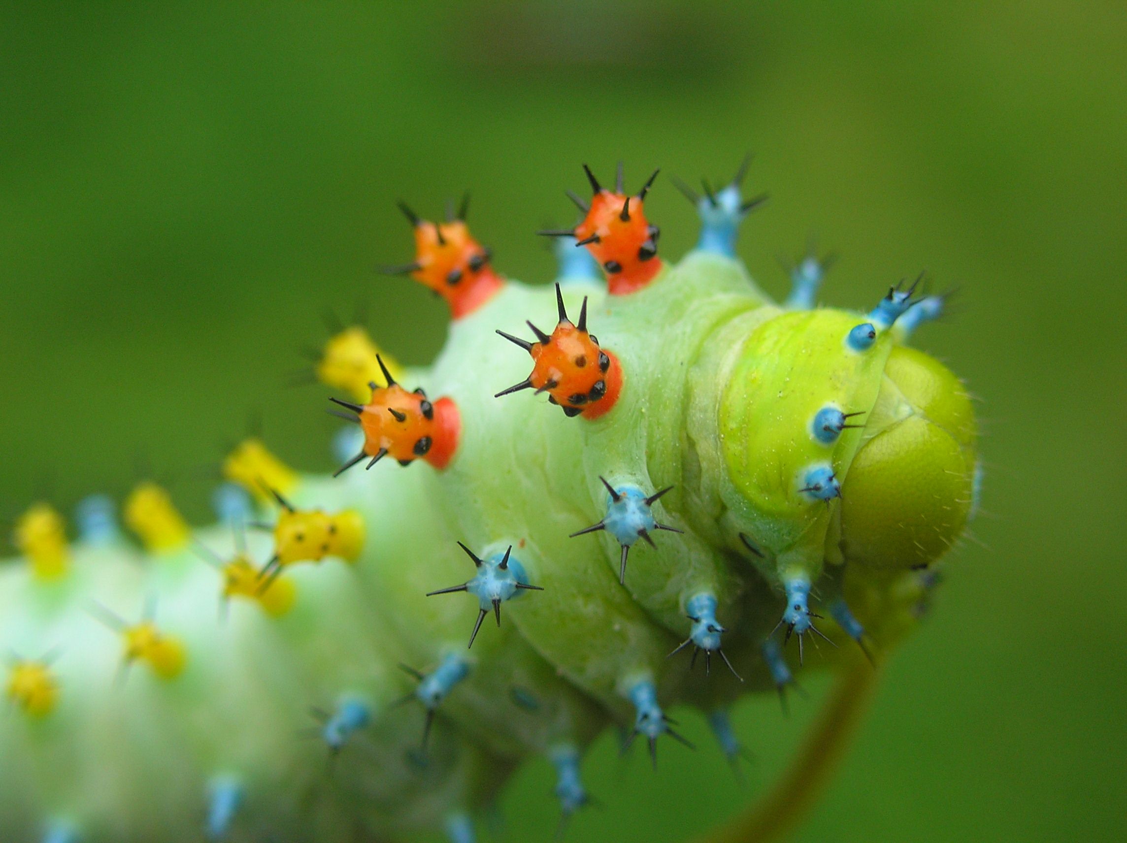 Caterpillar HD Animals Wallpapers - Wallpaper Cave