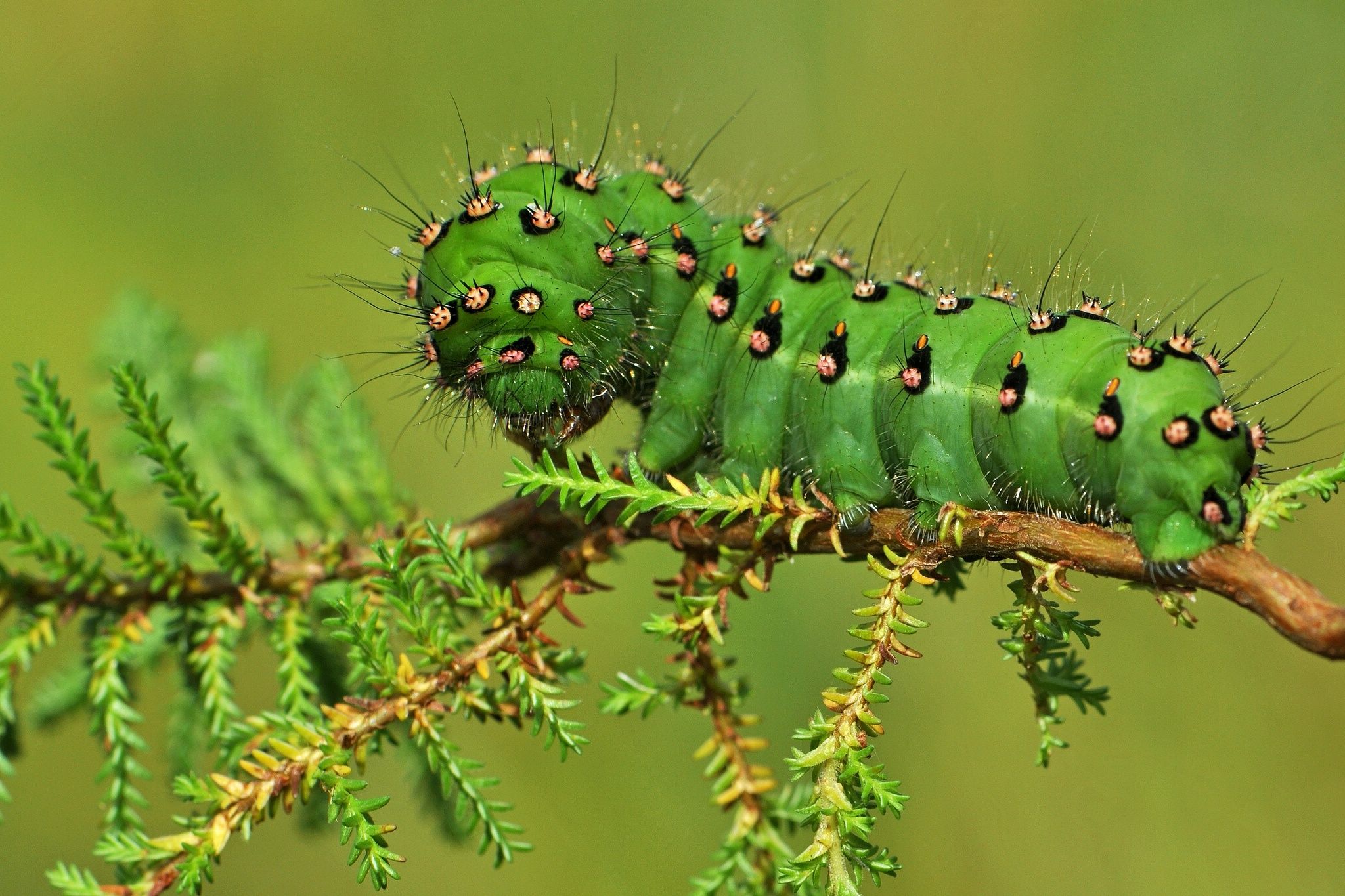 Caterpillar HD Animals Wallpapers - Wallpaper Cave