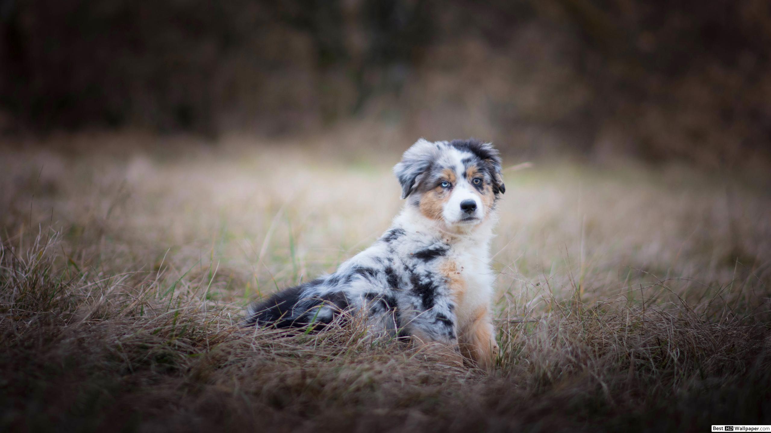 Australian Shepherd HD Wallpapers - Wallpaper Cave