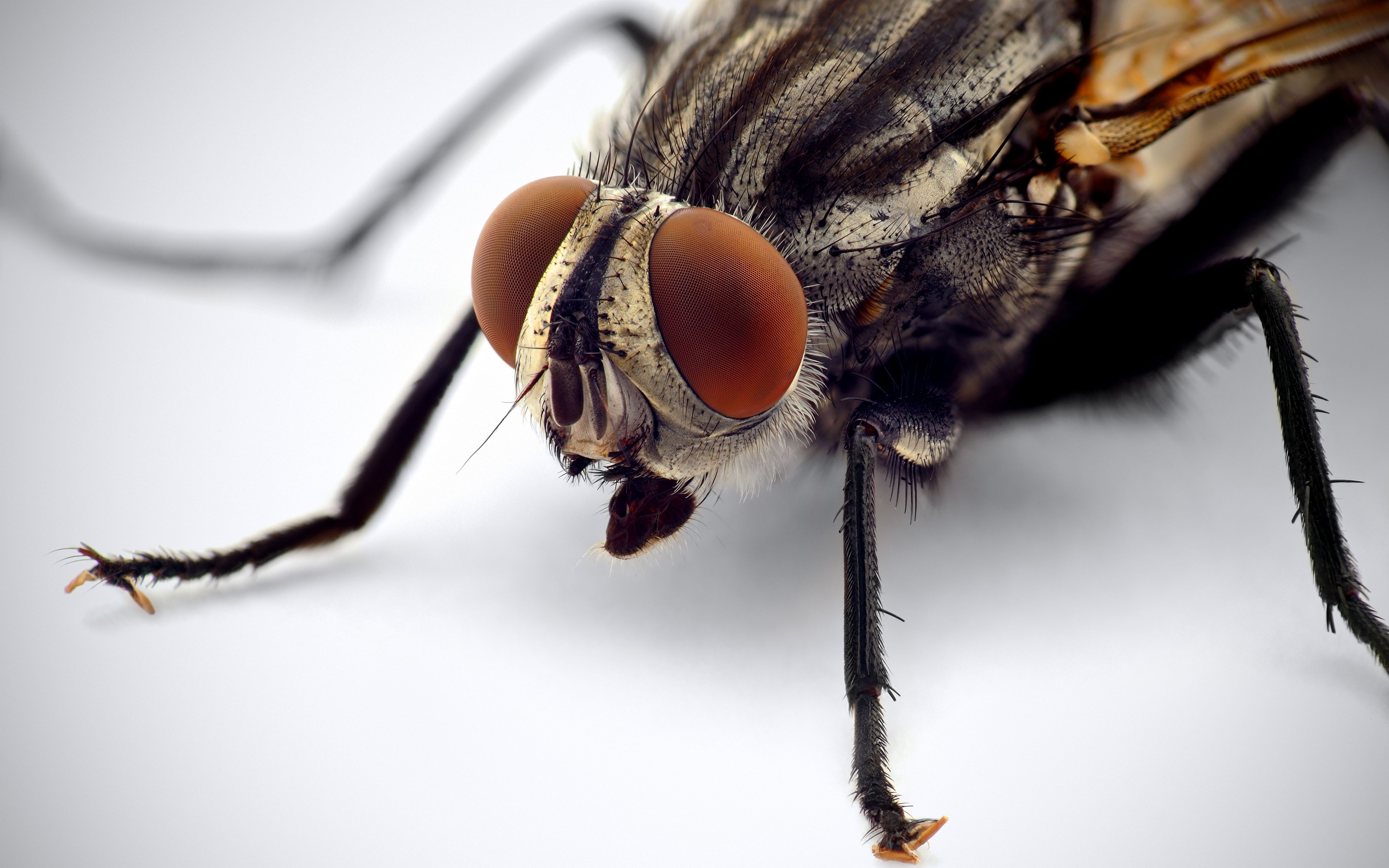 Animal Fly 4k HD Wallpapers - Wallpaper Cave