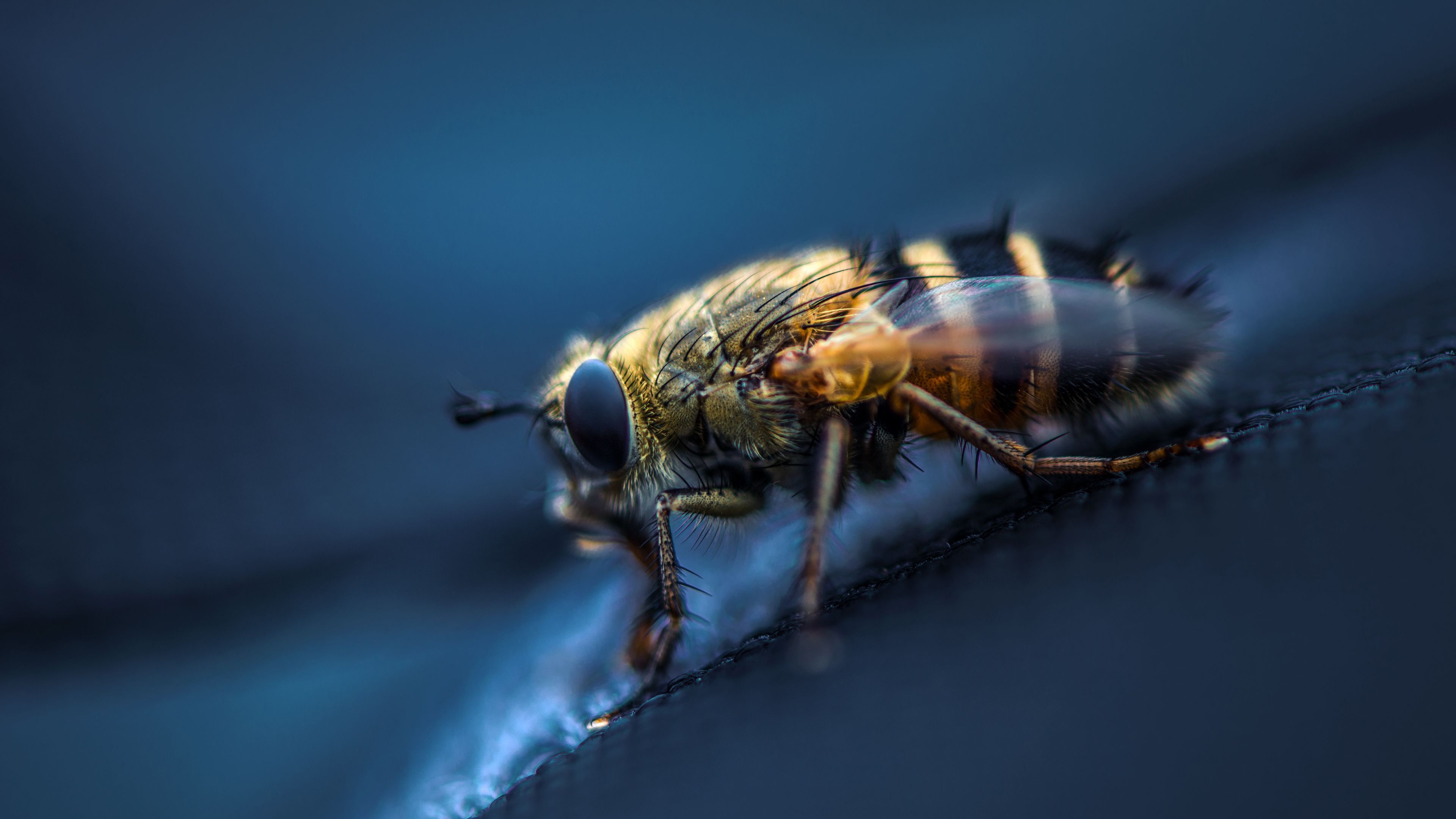 Animal Fly 4k HD Wallpapers - Wallpaper Cave