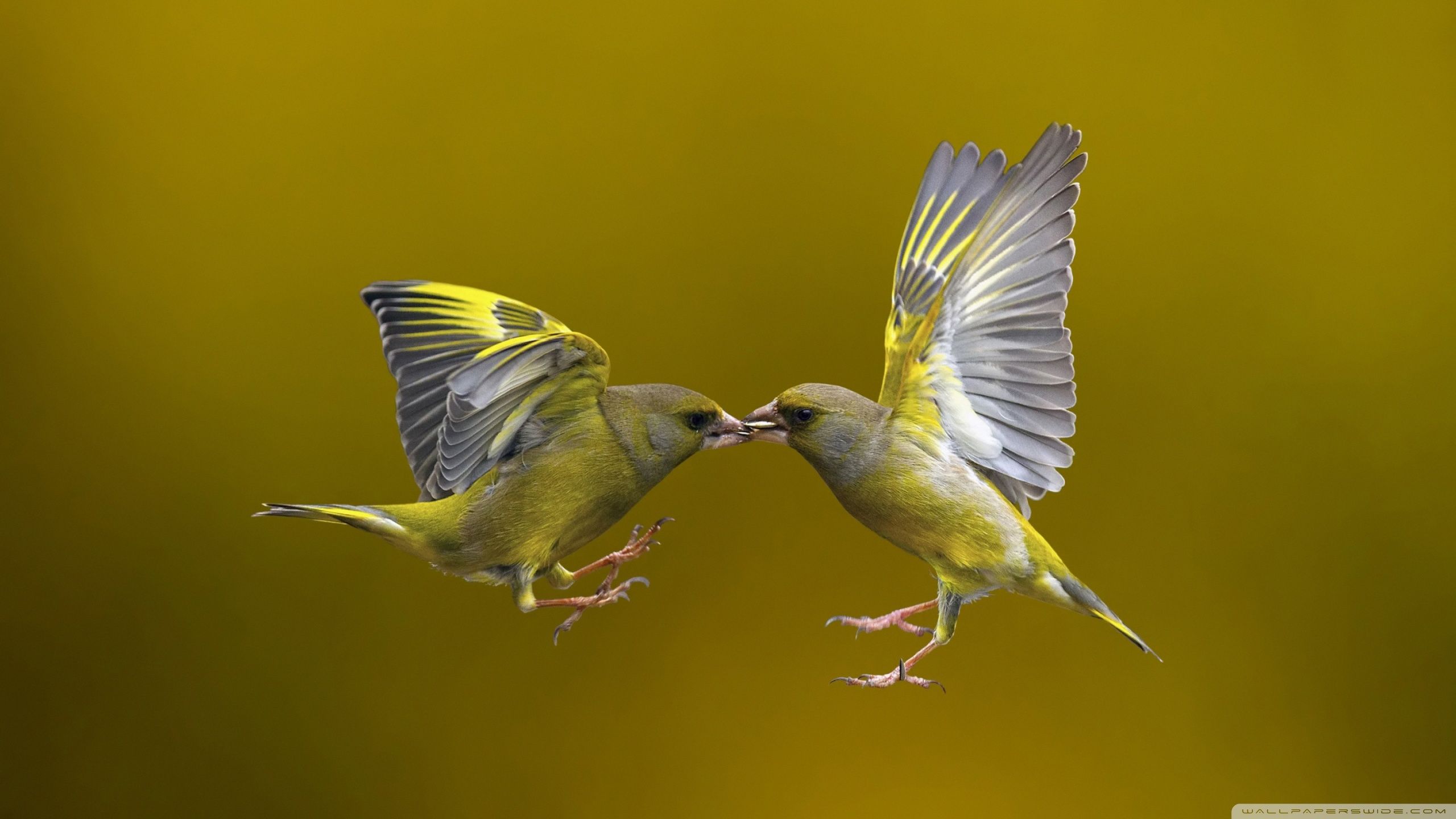 Animal Fly 4k HD Wallpapers - Wallpaper Cave