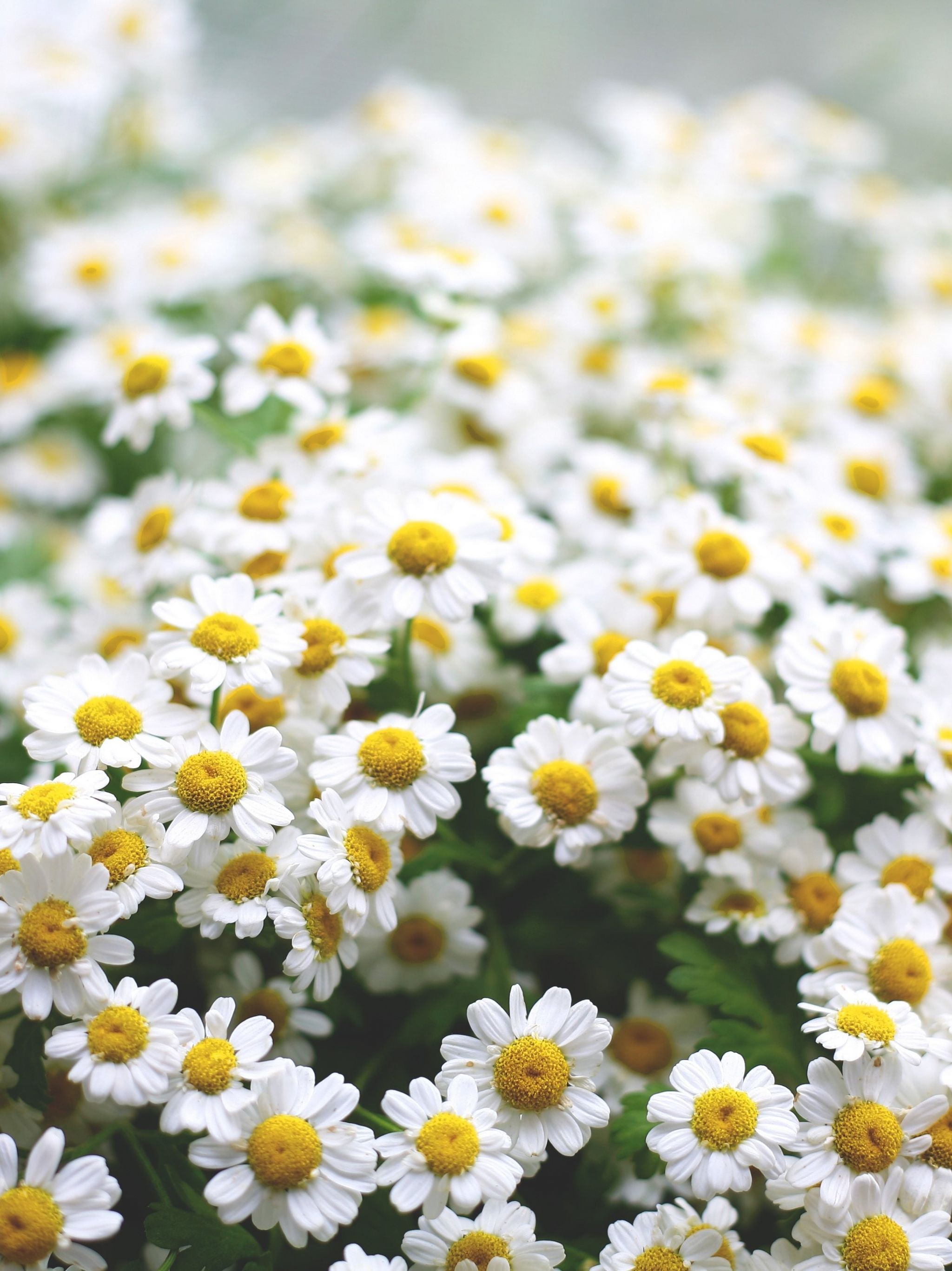 Daises Wallpapers - Wallpaper Cave