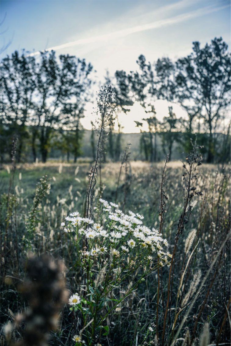 iPhone Wild Wallpapers - Wallpaper Cave