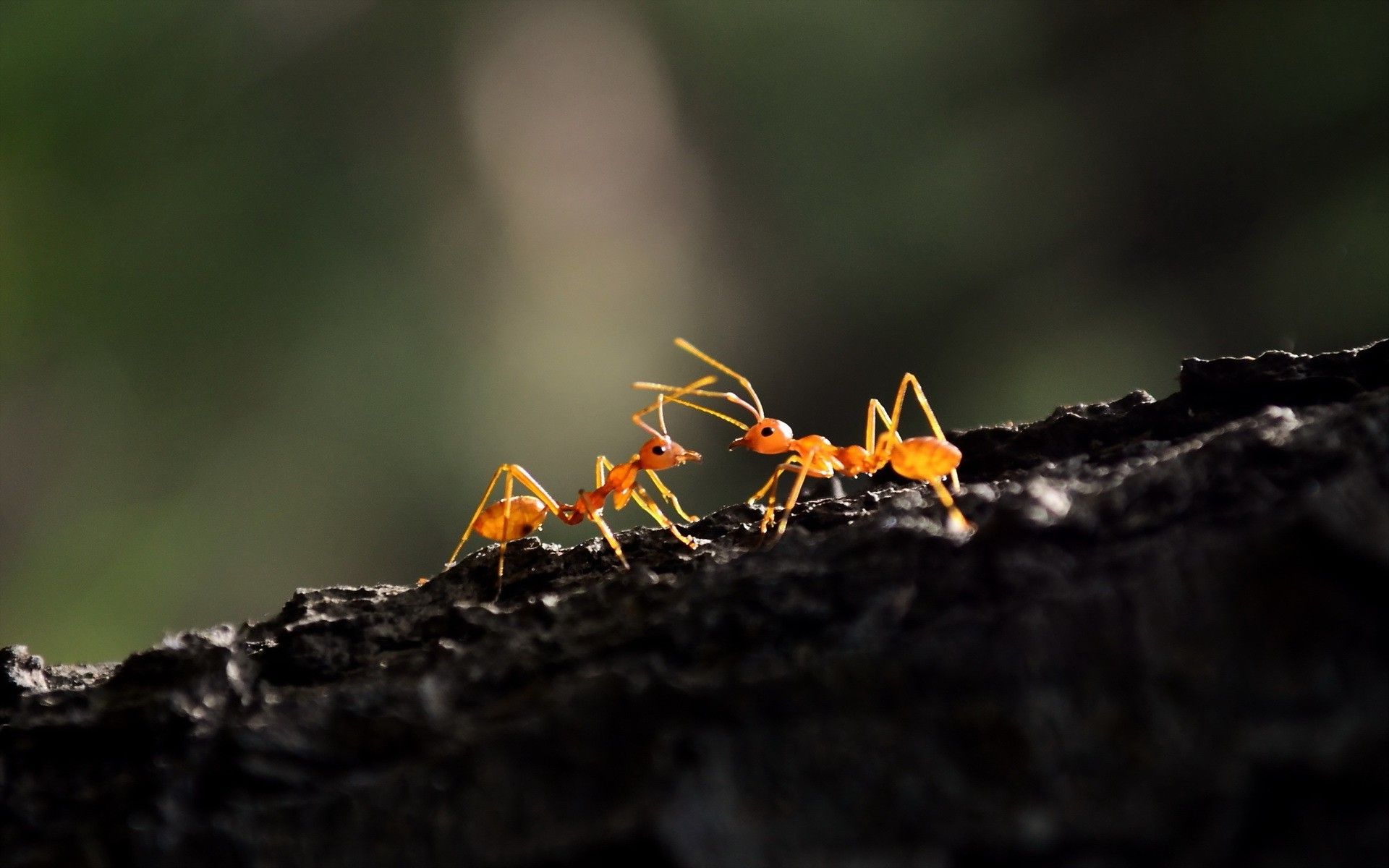 Animal Ant HD Wallpapers - Wallpaper Cave
