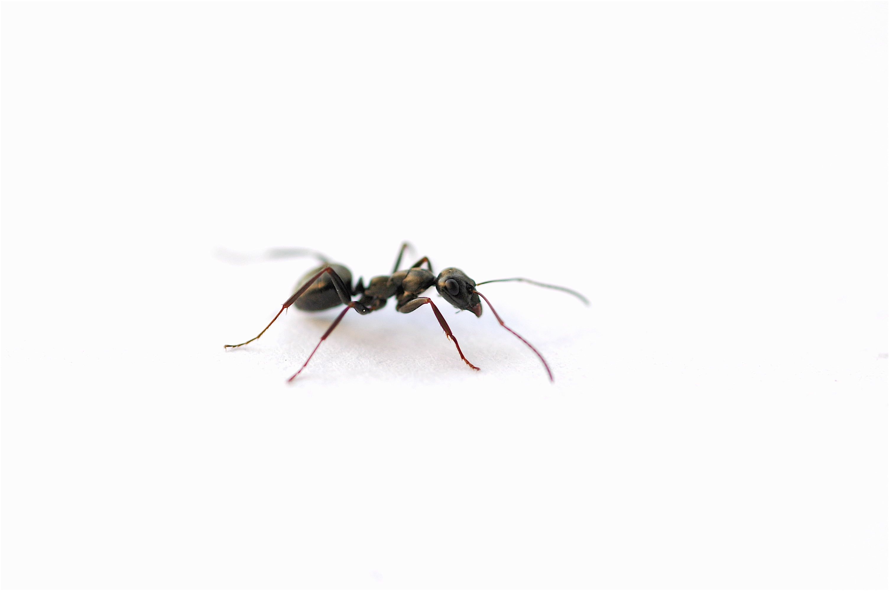 Animal Ant HD Wallpapers - Wallpaper Cave