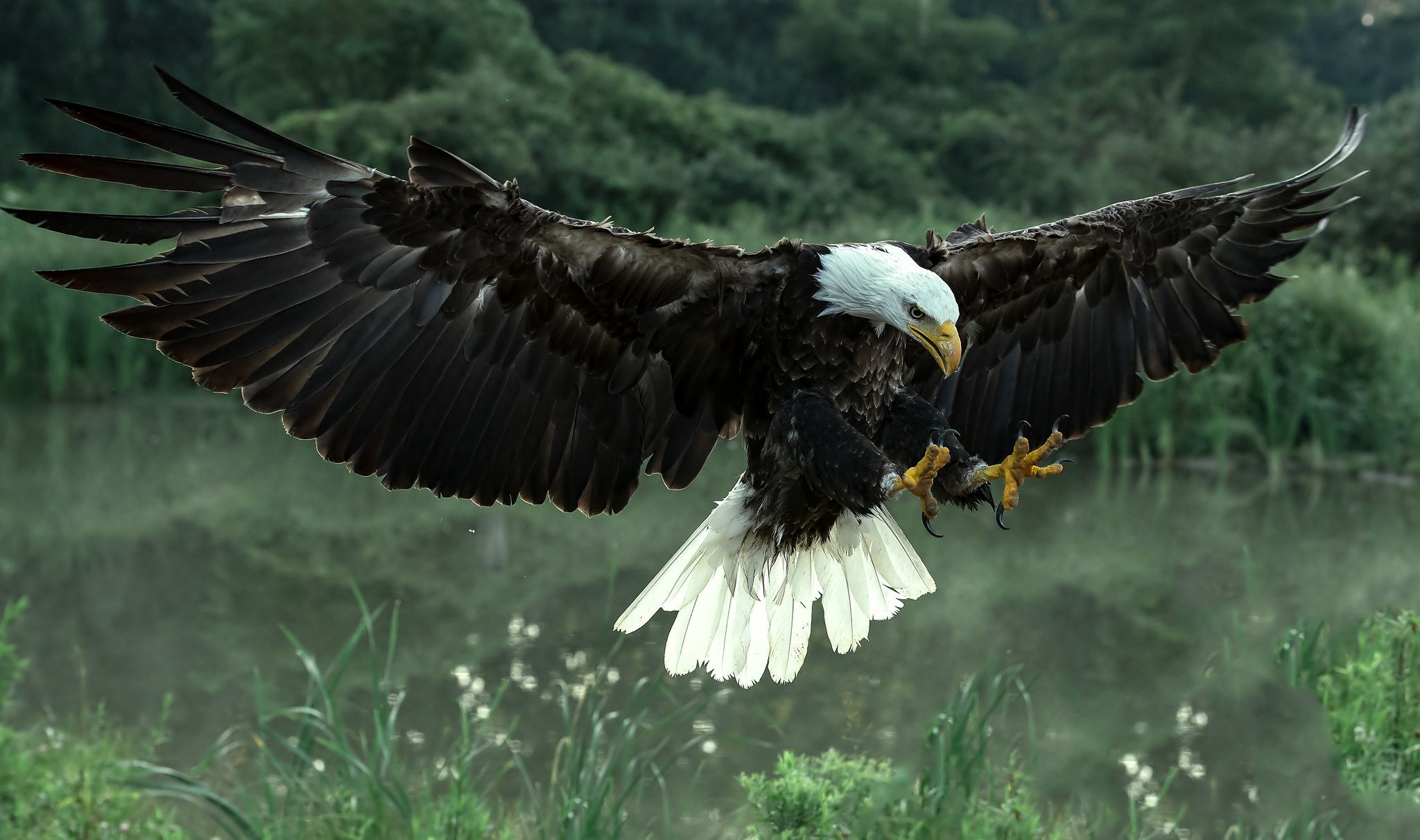 Animal Bald Eagle HD Wallpapers - Wallpaper Cave