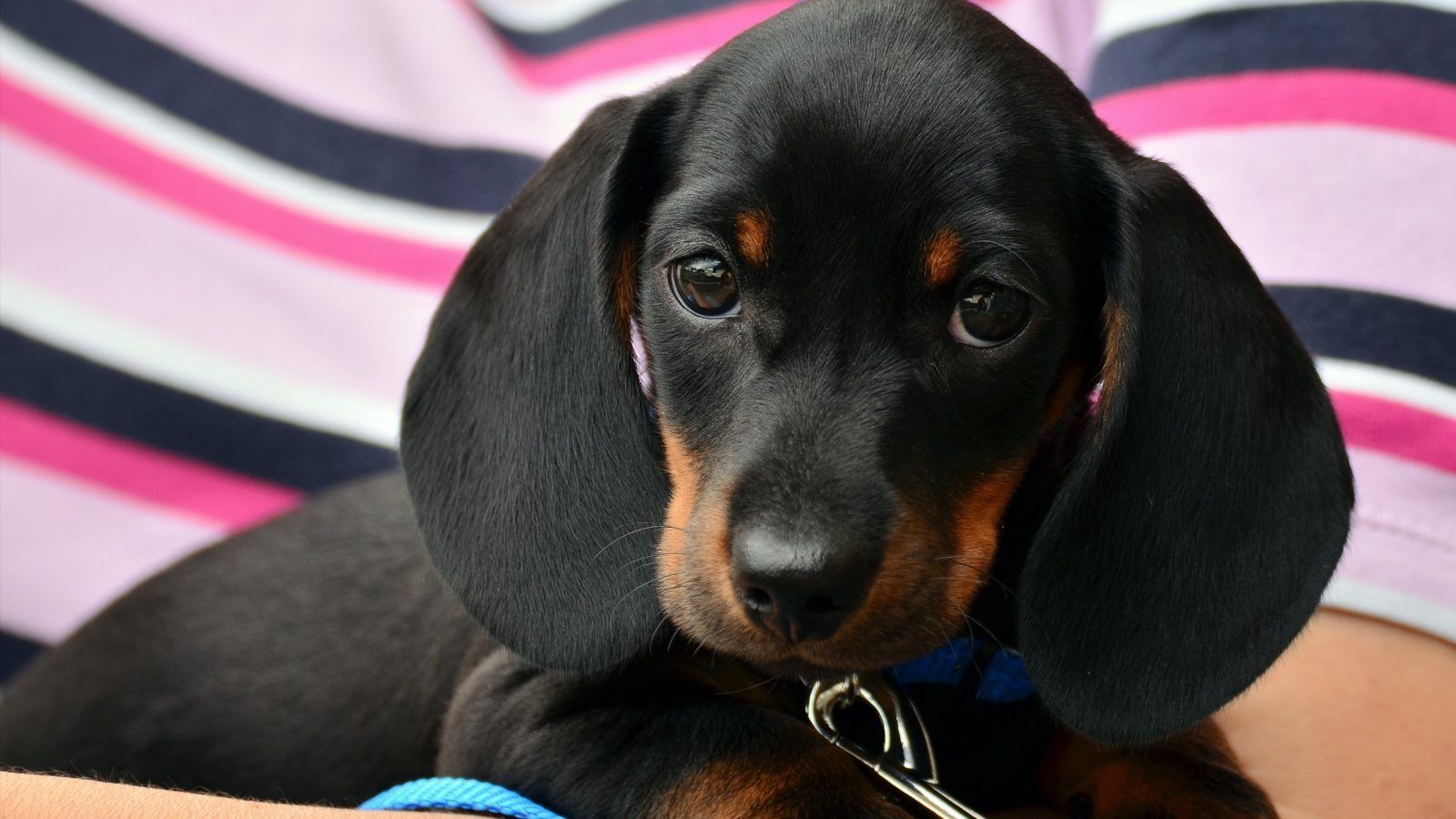 Wiener Dog Black Wallpapers - Wallpaper Cave