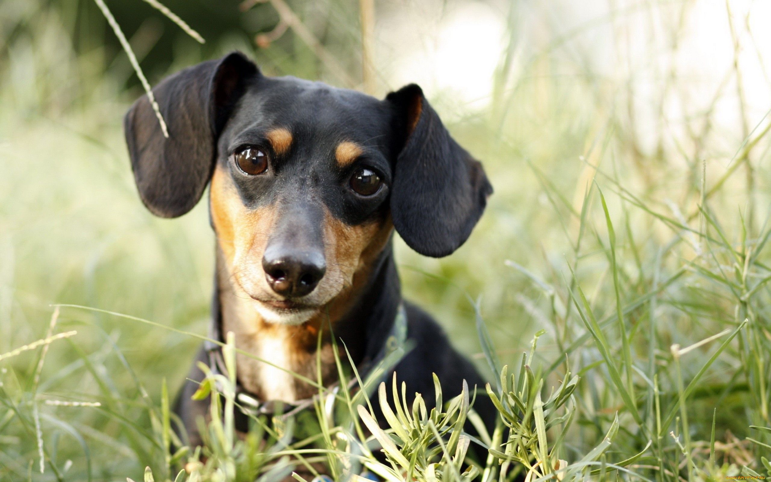 Wiener Dog Black Wallpapers - Wallpaper Cave