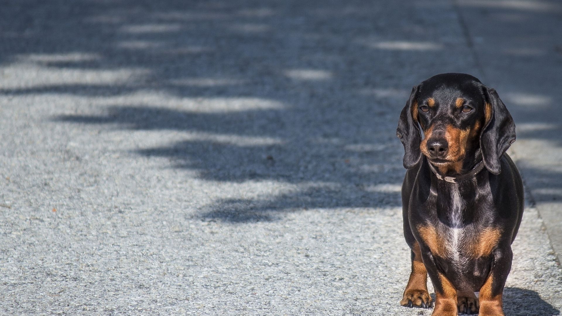 Wiener Dog Black Wallpapers - Wallpaper Cave