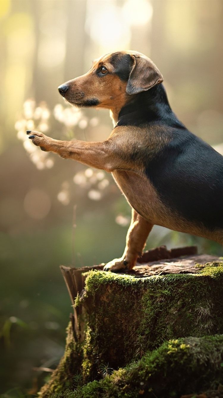 Wiener Dog Black Wallpapers - Wallpaper Cave