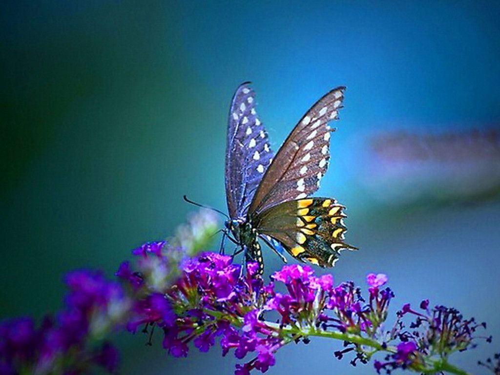 Aesthetic Butterfly Desktop Wallpapers - Wallpaper Cave