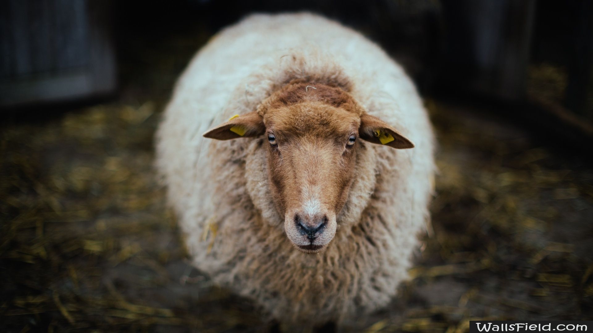Animal Sheep HD Wallpapers - Wallpaper Cave
