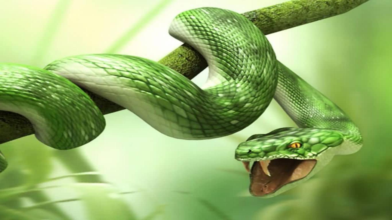 Desktop Snake Wallpapers - Wallpaper Cave