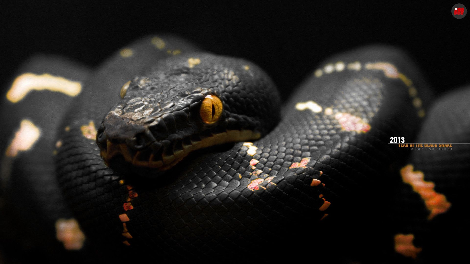 Desktop Snake Wallpapers - Wallpaper Cave