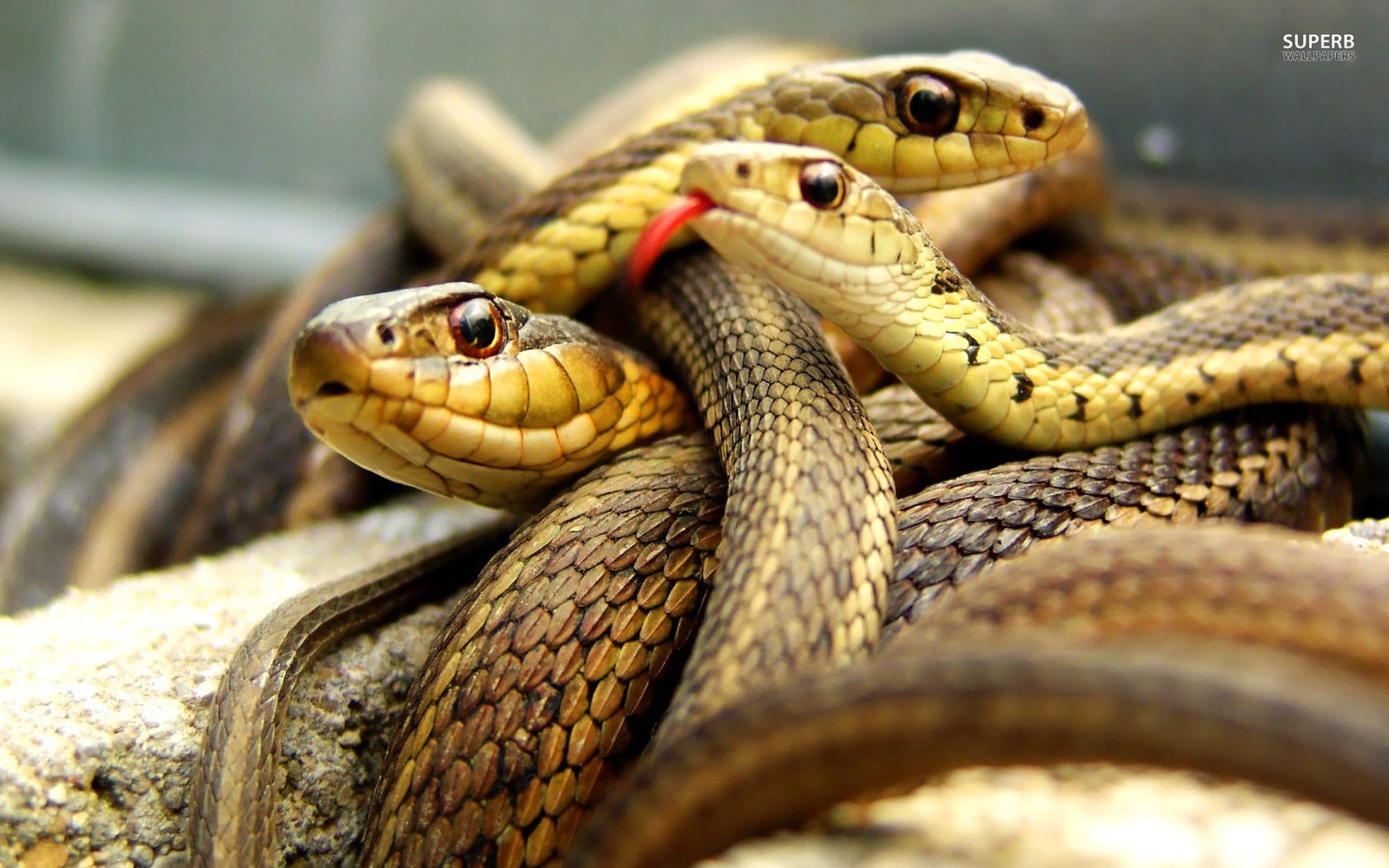 Desktop Snake Wallpapers - Wallpaper Cave