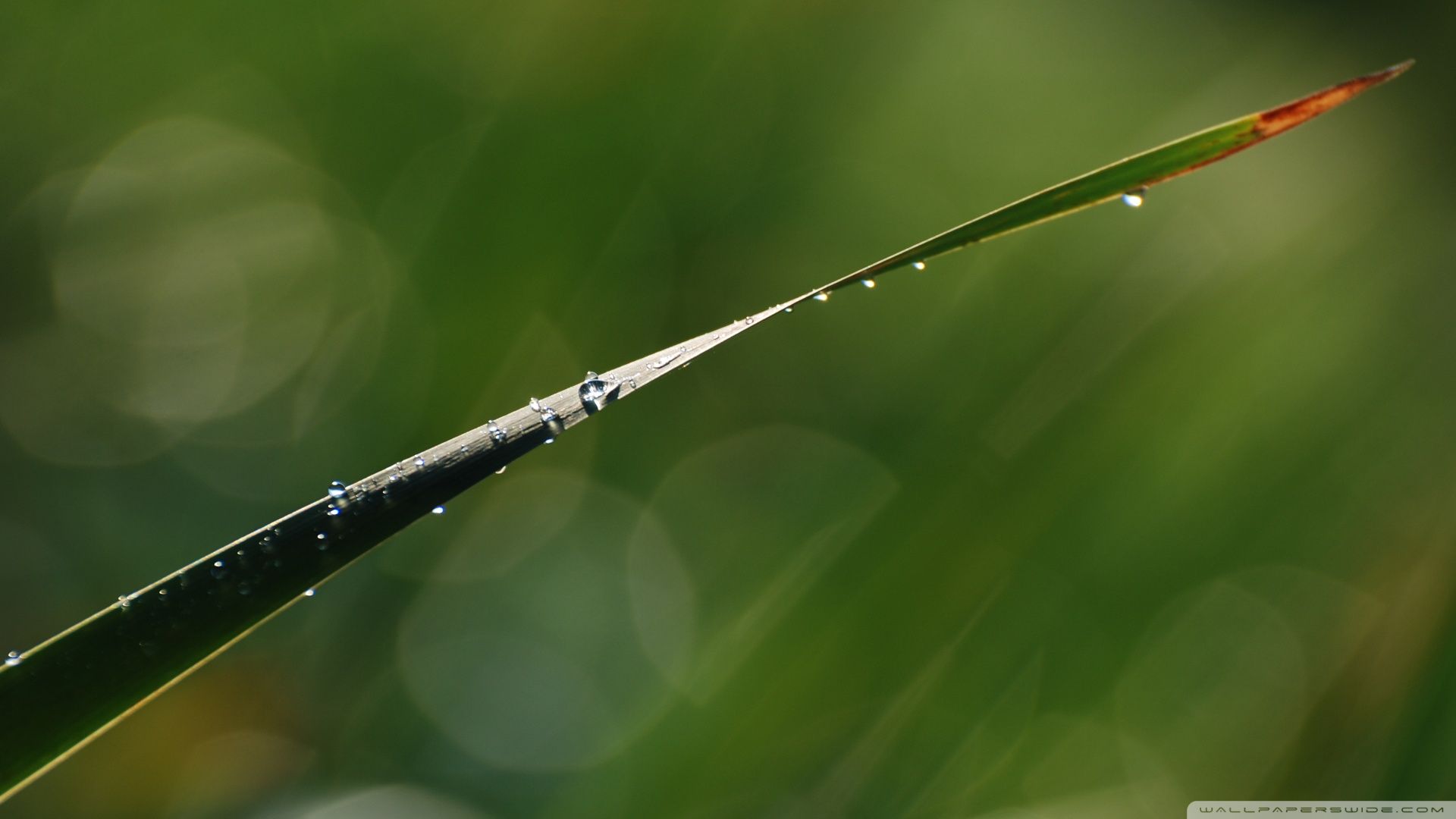 Drippy Computer Wallpapers - Wallpaper Cave