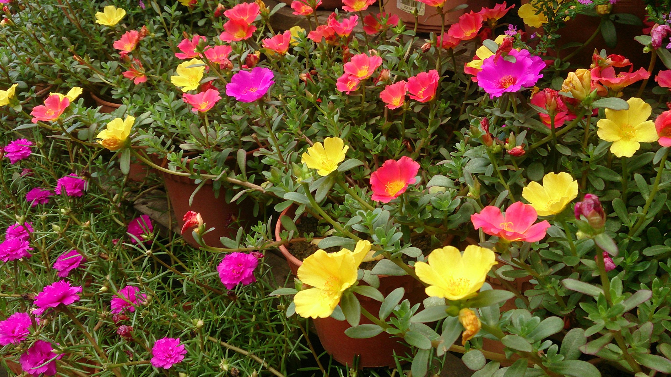 Portulaca Wallpapers - Wallpaper Cave