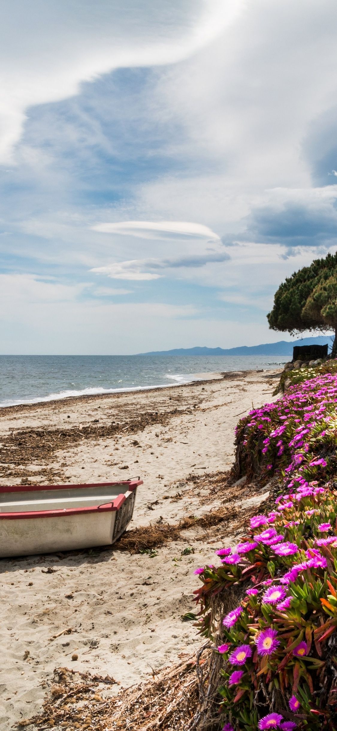 Portulaca Wallpapers - Wallpaper Cave