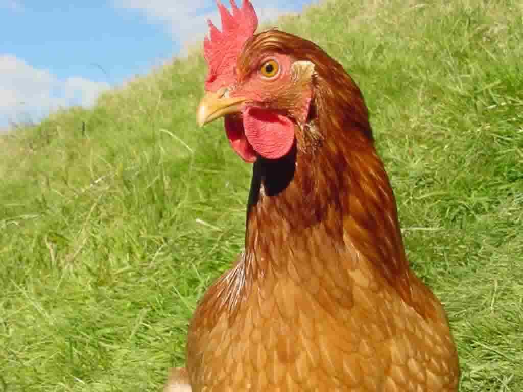 Fat Chickens Wallpapers - Wallpaper Cave