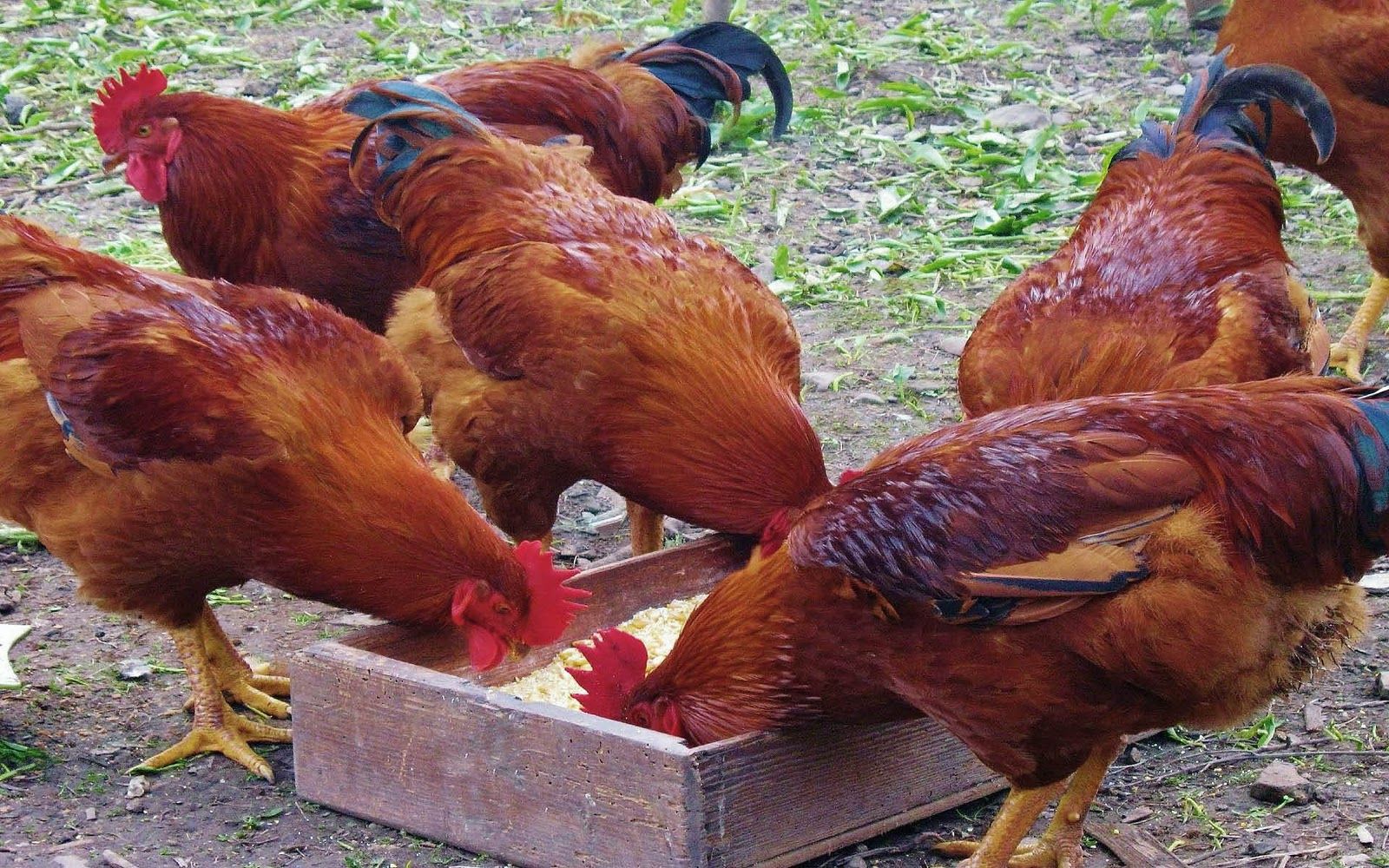 Fat Chickens Wallpapers - Wallpaper Cave