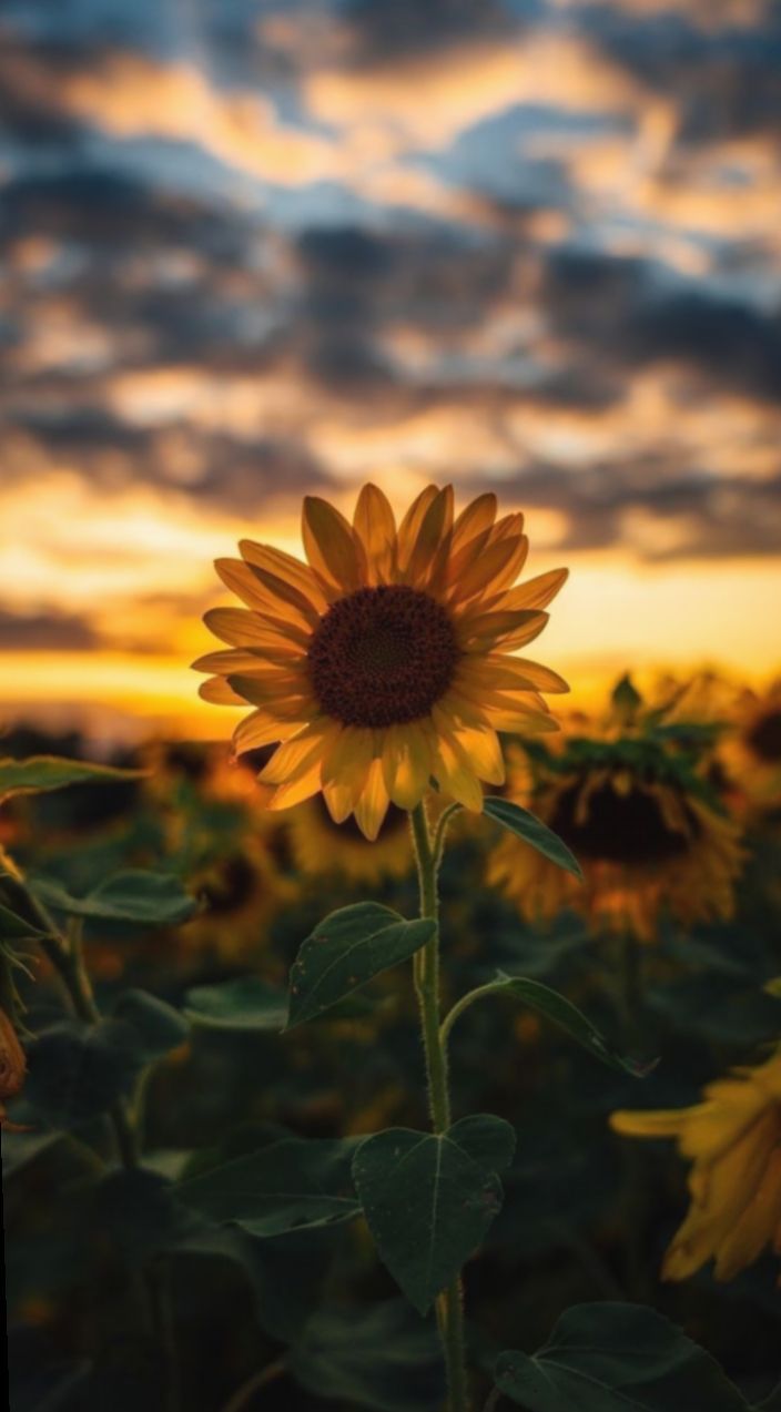 Lovely Sunflowers Wallpapers - Wallpaper Cave
