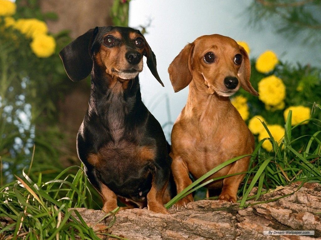 Sausage Dog Wallpapers - Wallpaper Cave