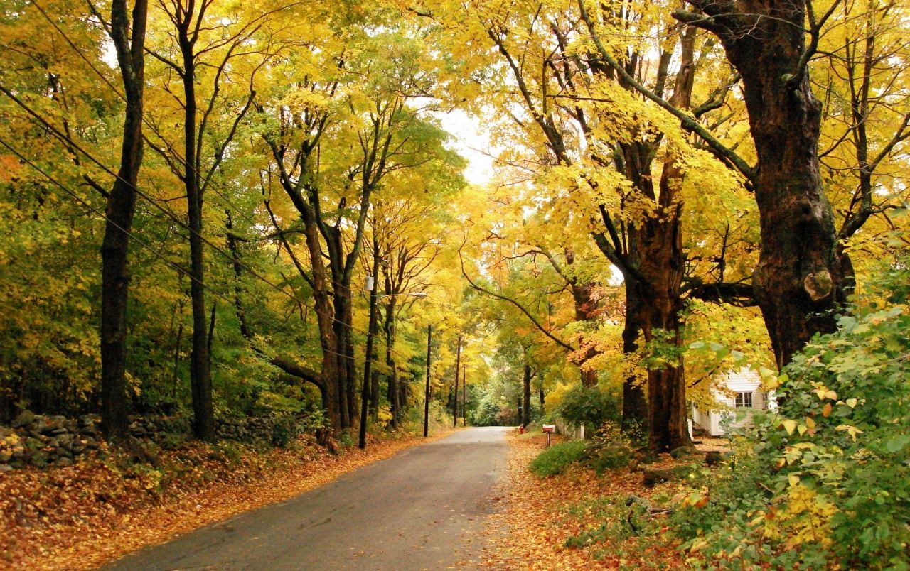 Autumn Yellow Wallpapers - Wallpaper Cave