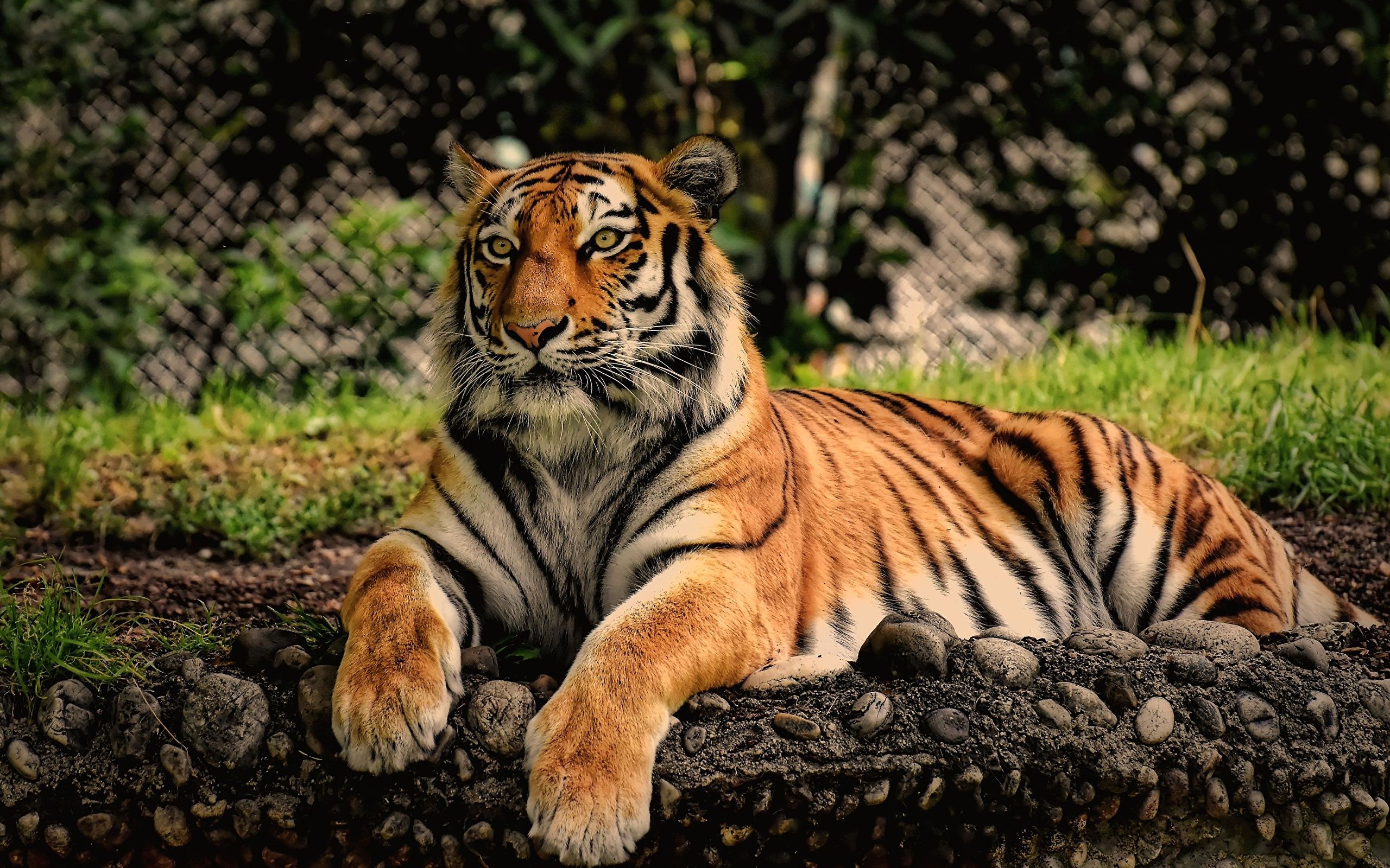Laying Tiger Wallpapers - Wallpaper Cave