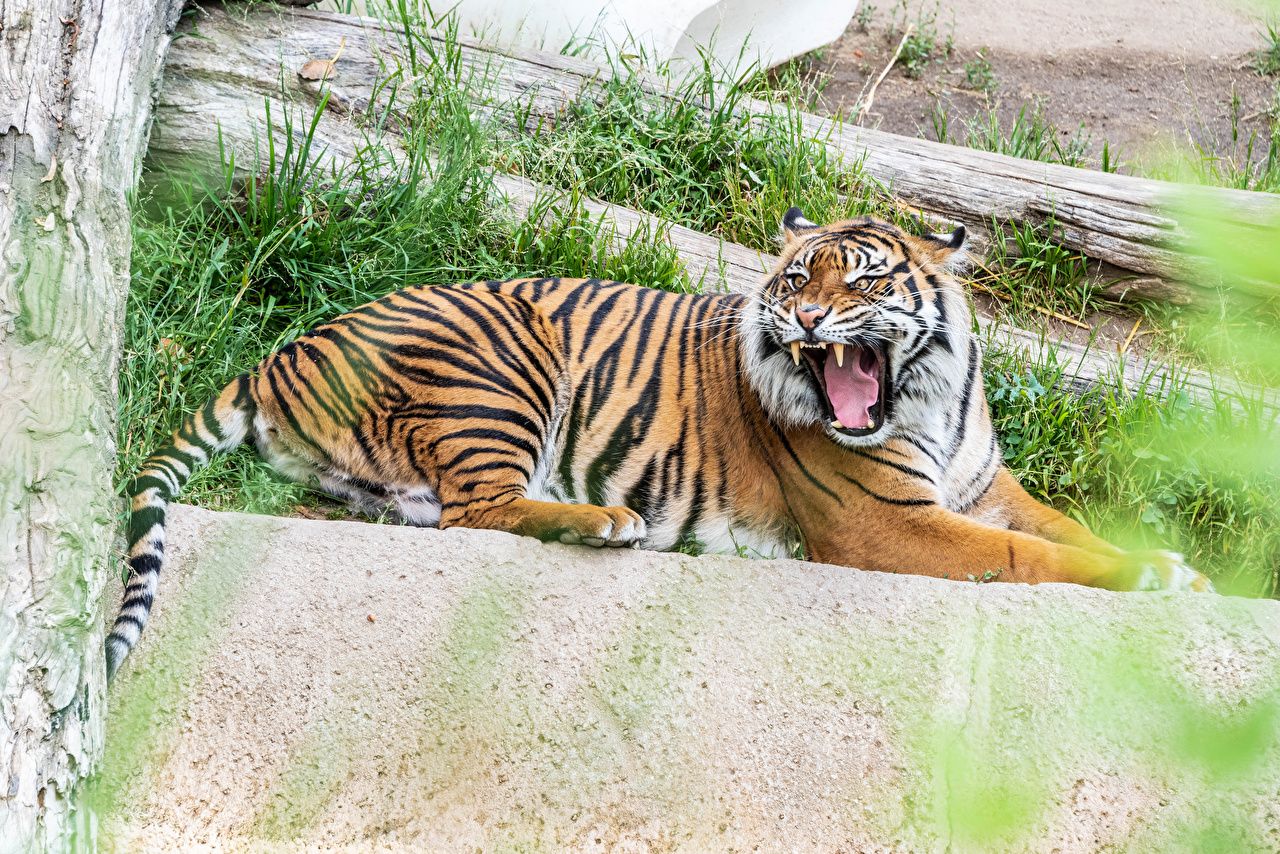 Laying Tiger Wallpapers - Wallpaper Cave