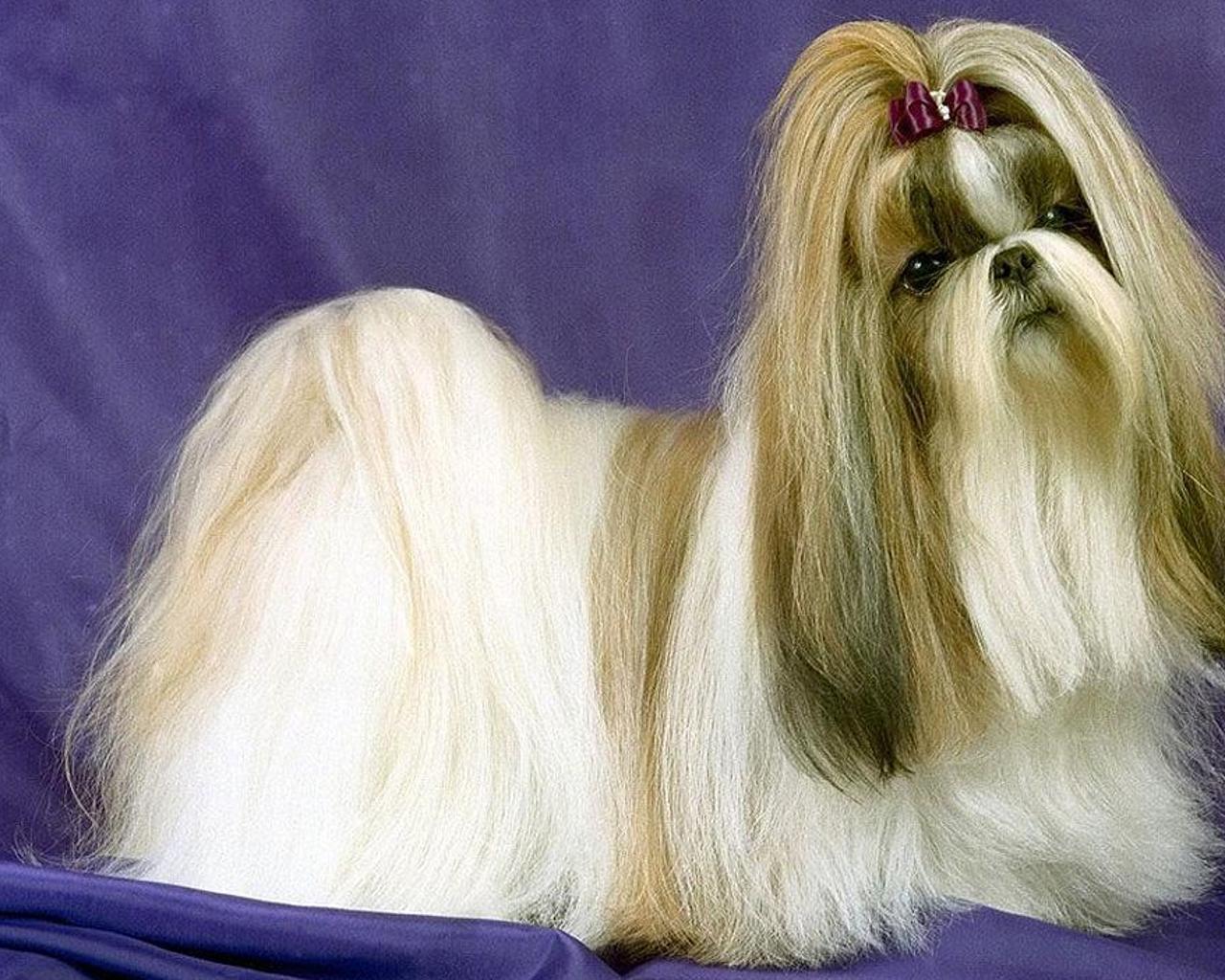 Lhasa Apso Wallpapers - Wallpaper Cave