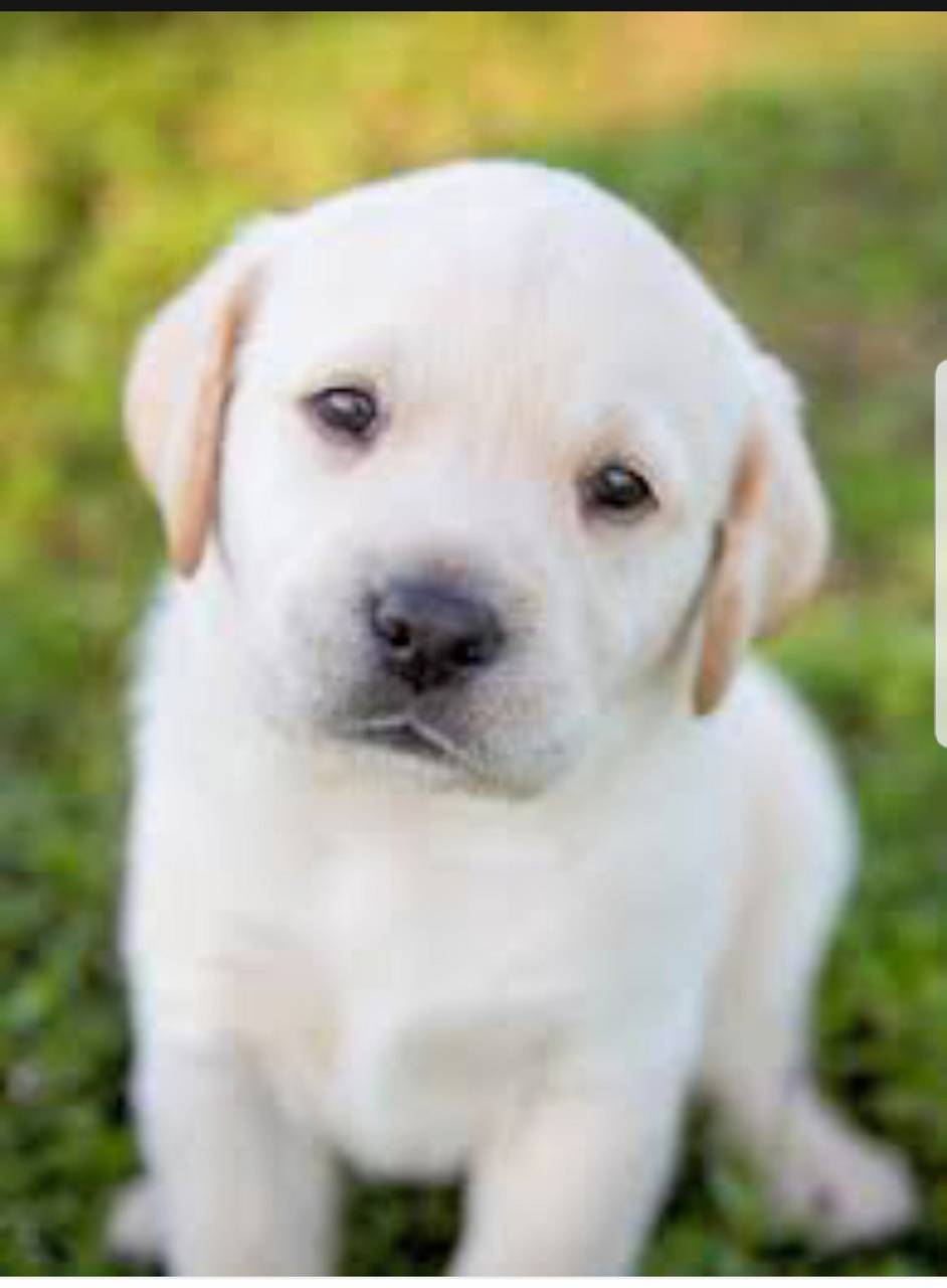 White Puppy Wallpapers - Wallpaper Cave