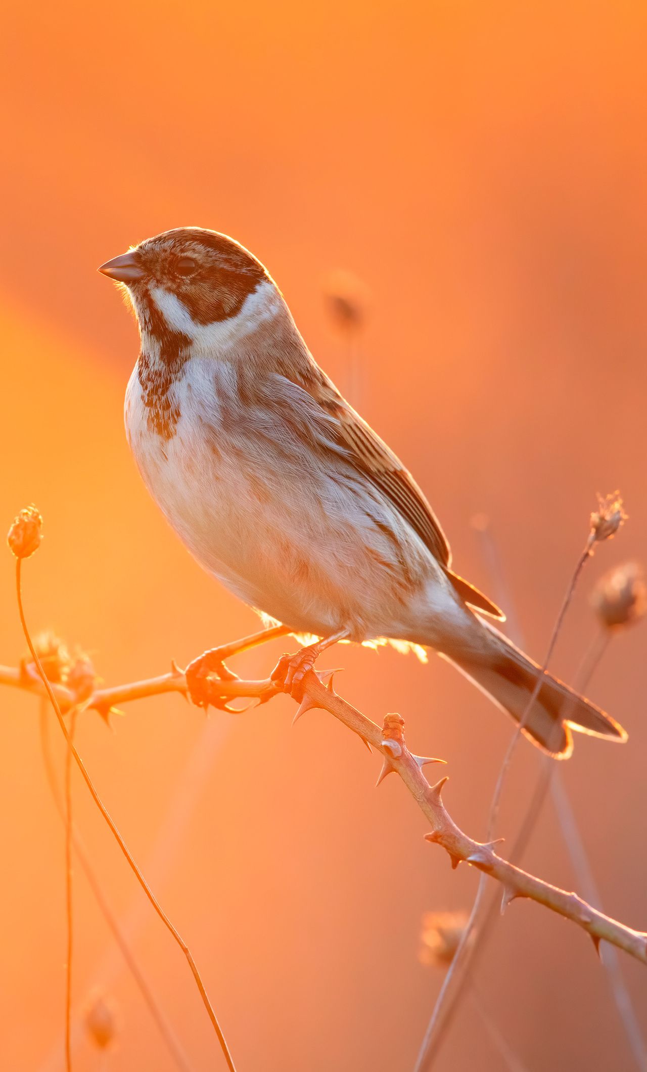 Cute Little Bird Wallpapers - Wallpaper Cave