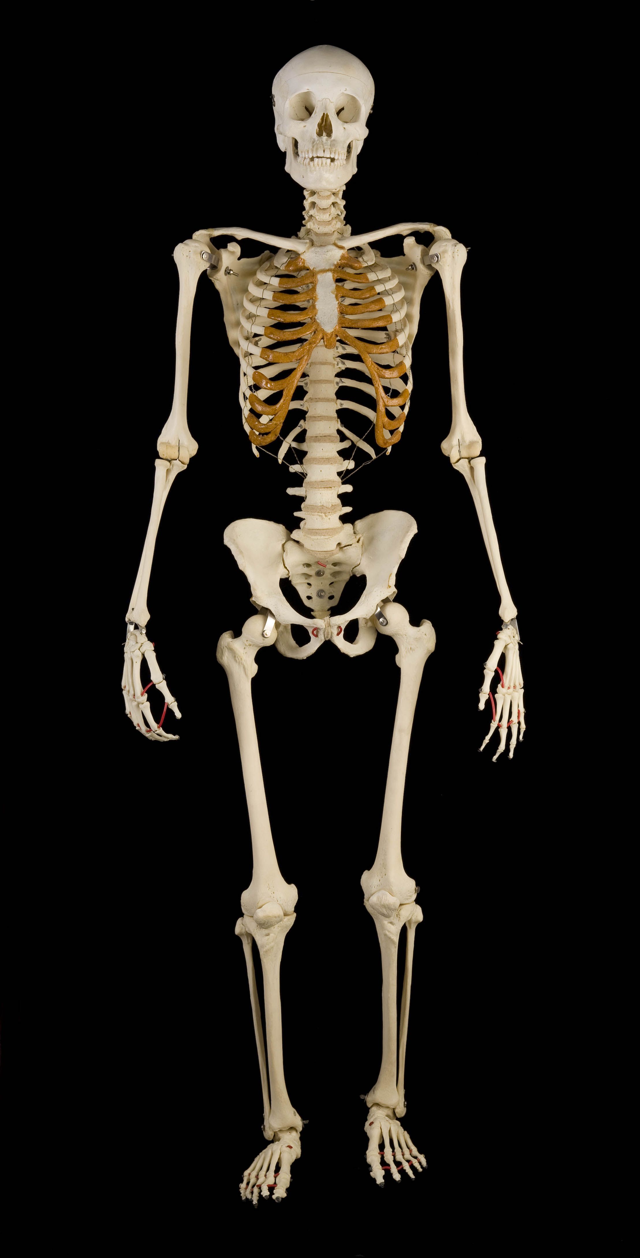 Human Skeleton Wallpapers Wallpaper Cave