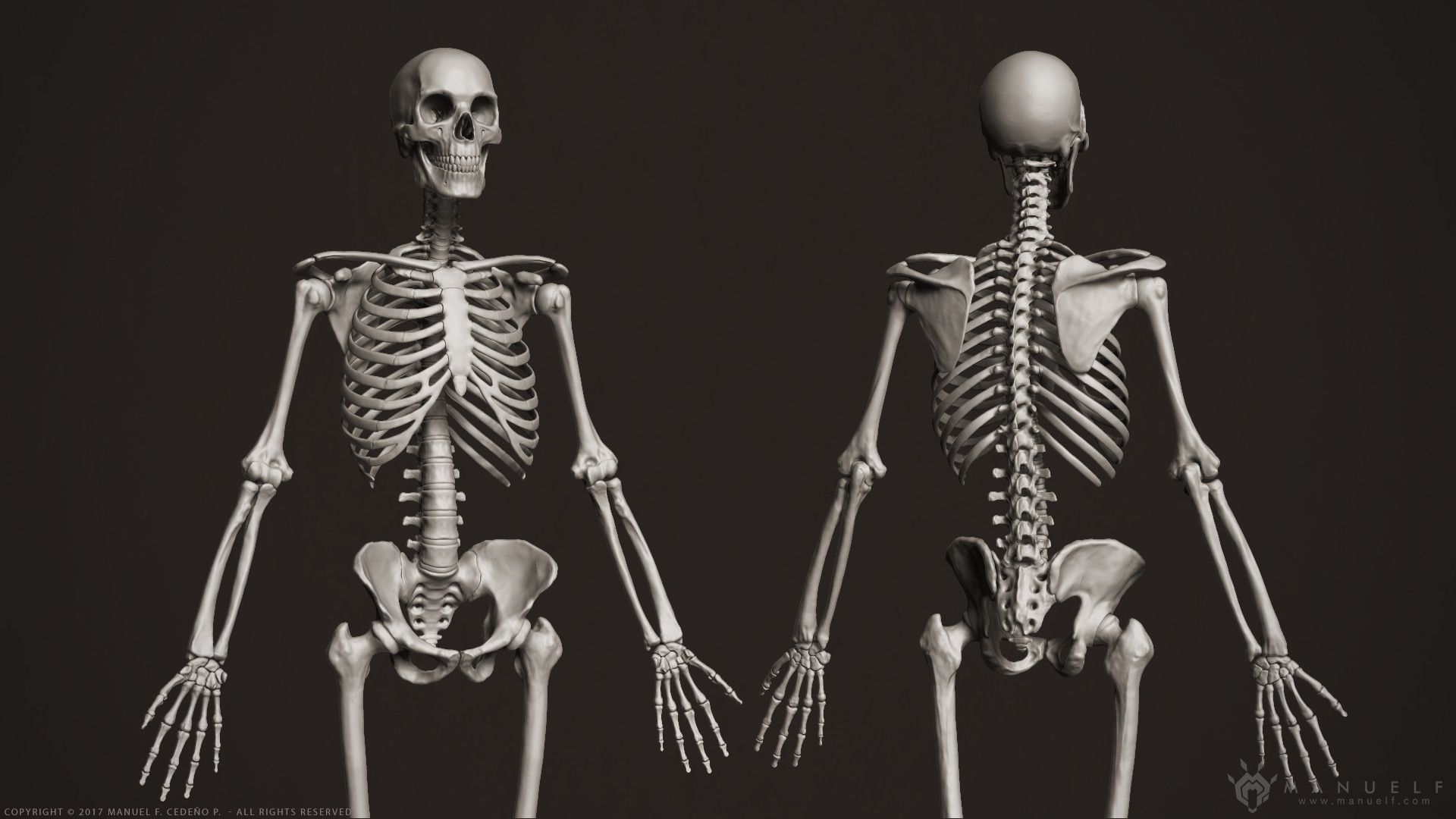 Human Skeleton Wallpapers Wallpaper Cave