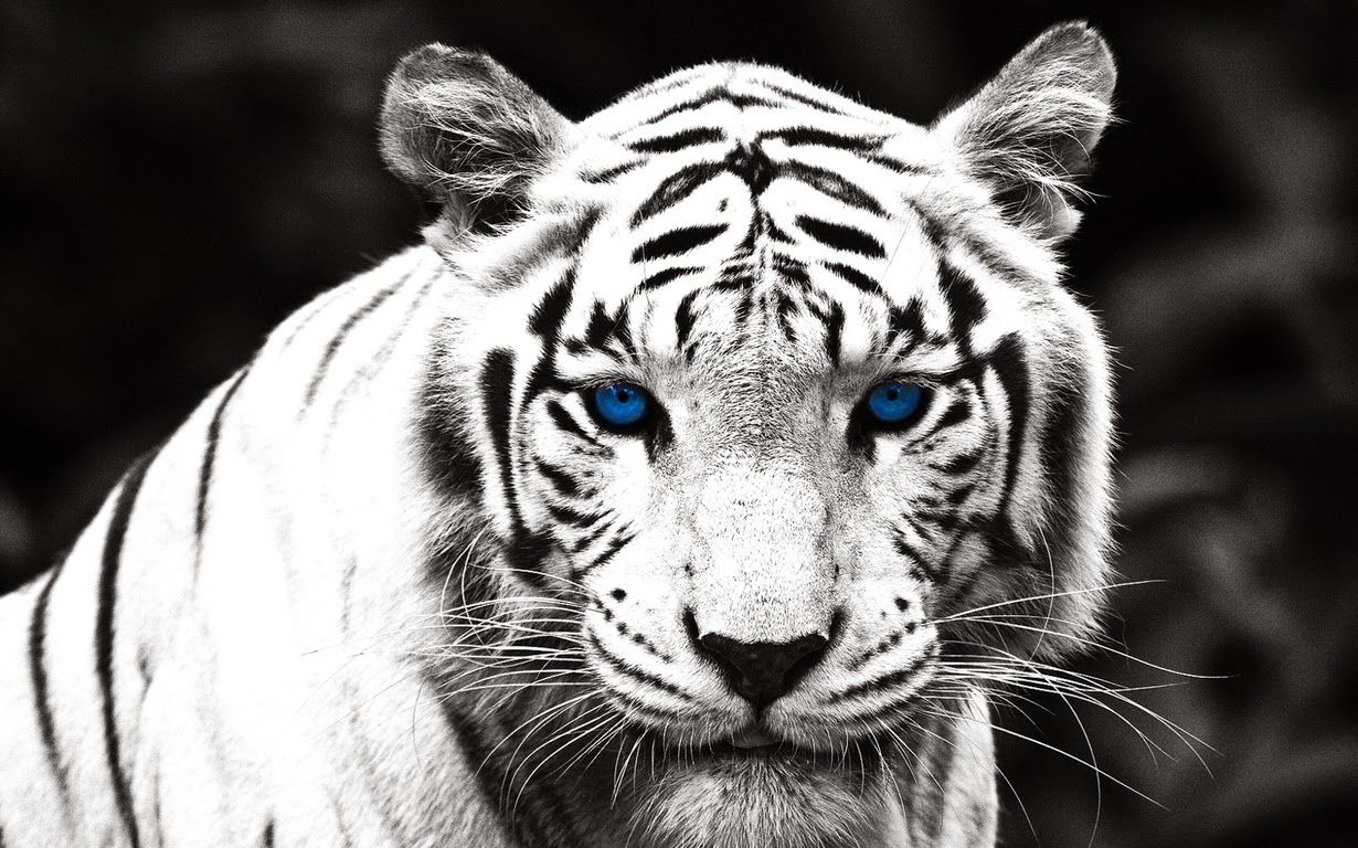 Macan Putih Siliwangi Wallpapers - Wallpaper Cave