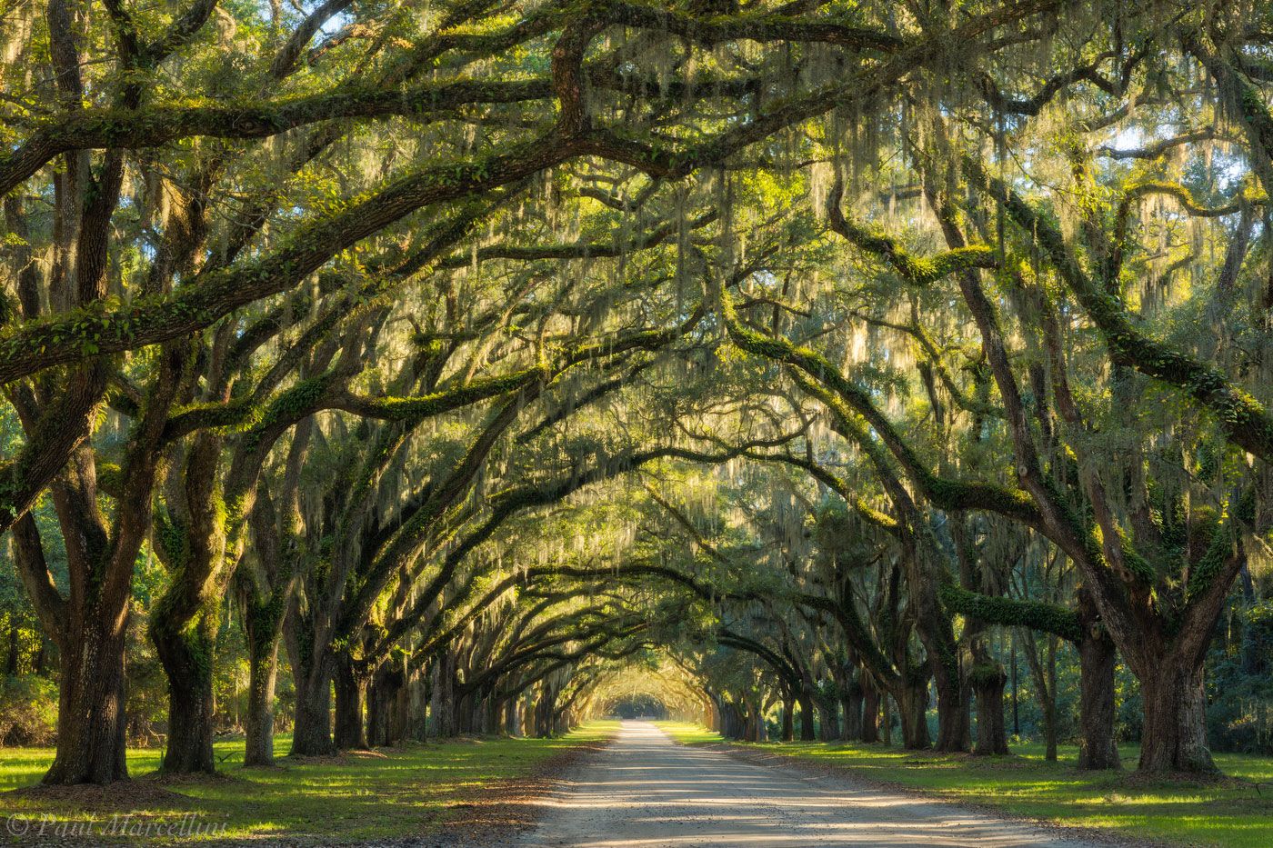 Wormsloe Wallpapers - Wallpaper Cave