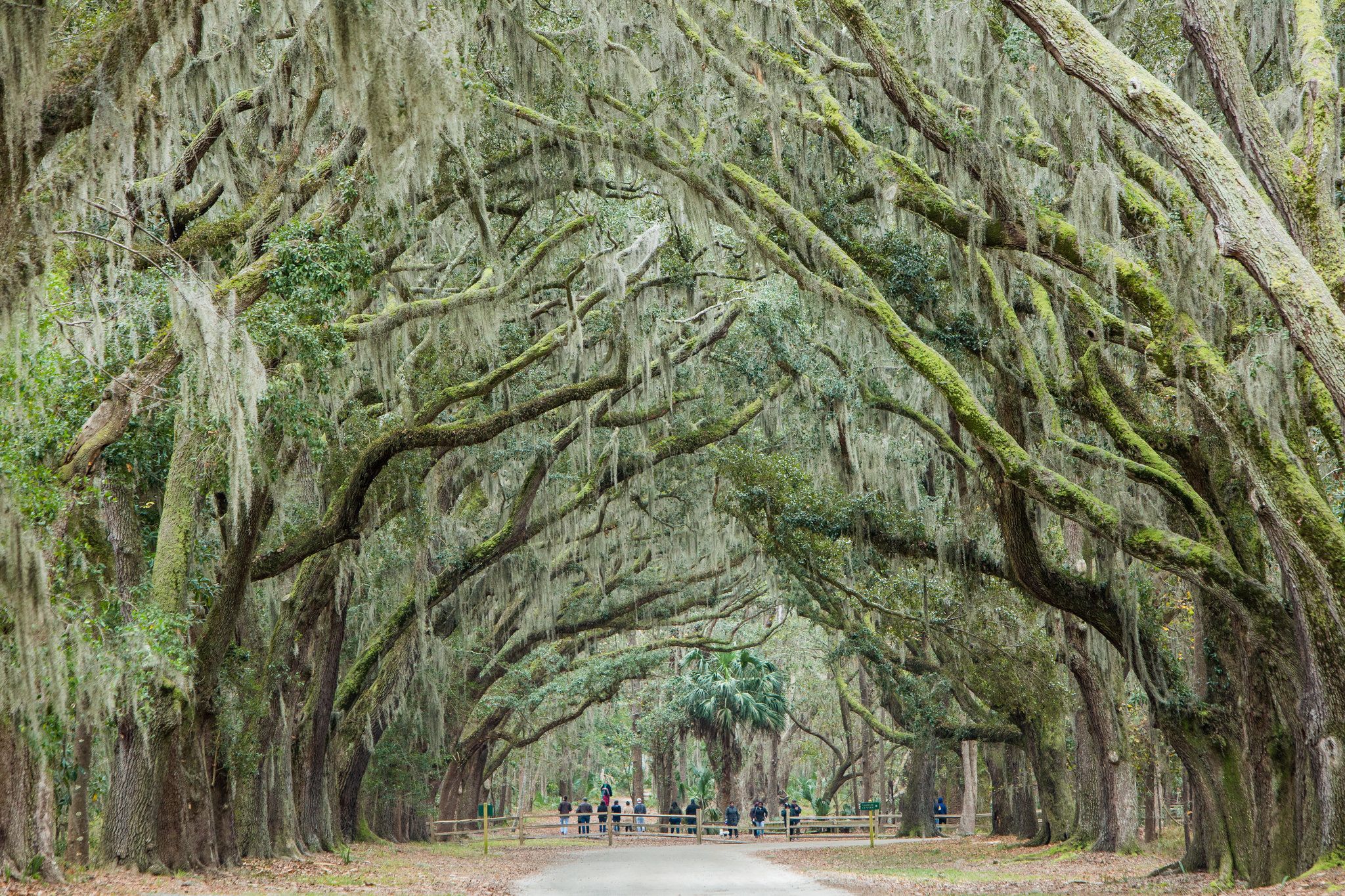 Wormsloe Wallpapers - Wallpaper Cave
